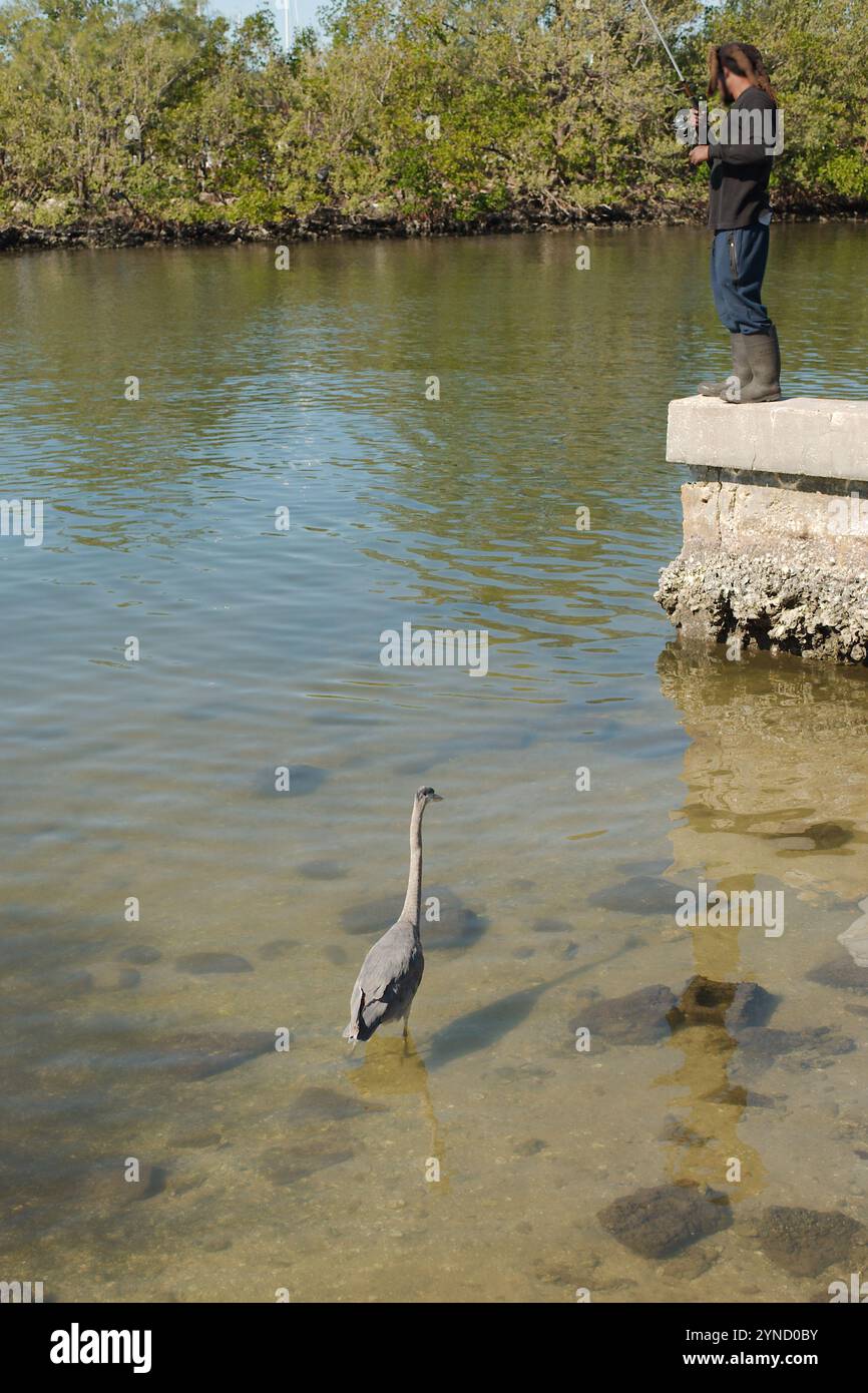 Blue Heron standing and shallow water beside a seawall with a fisherman ...