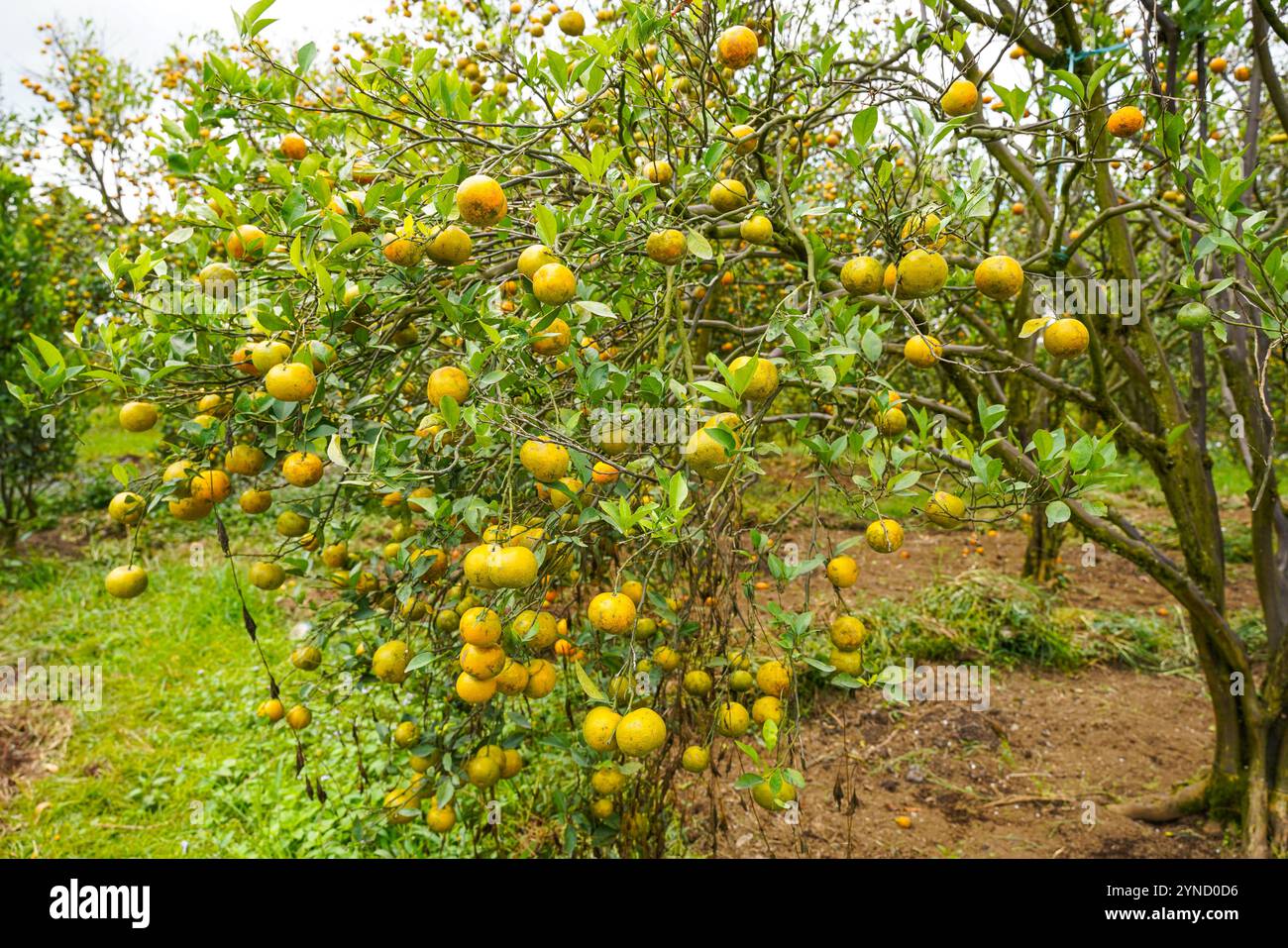 Oranges on the Tree ready for Harvests. Navel orange, Citrus sinensis ...