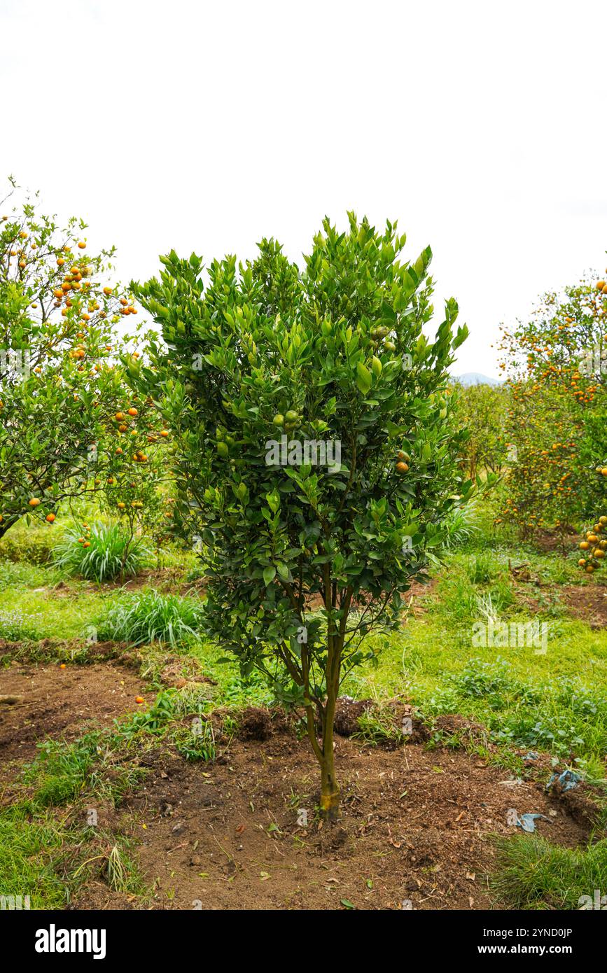 Oranges on the Tree ready for Harvests. Navel orange, Citrus sinensis ...