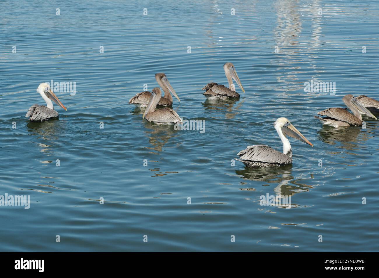 Feeding Frenzy of Multiple Florida Pelicans near a fish cleaning ...