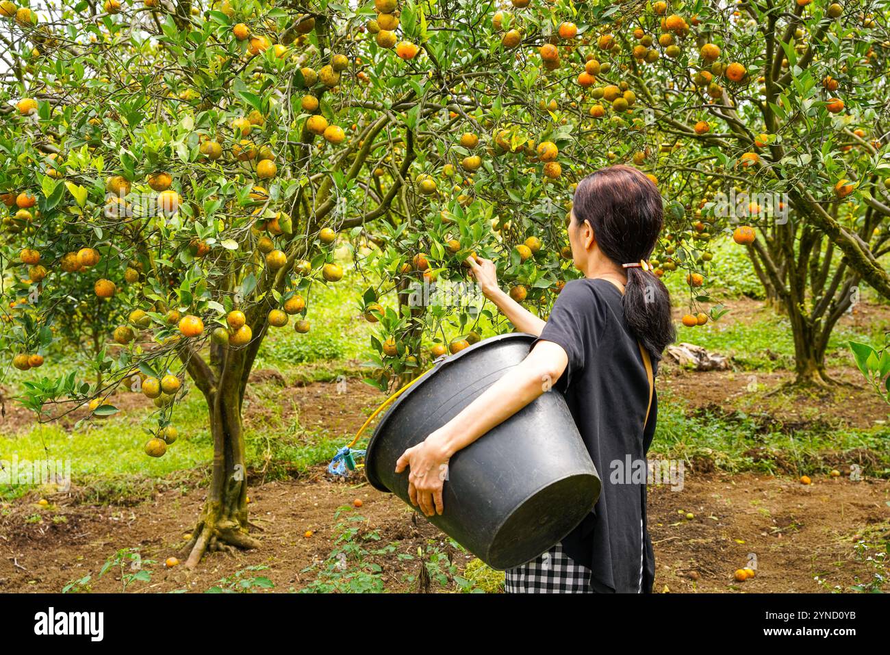 Oranges on the Tree ready for Harvests. Navel orange, Citrus sinensis ...