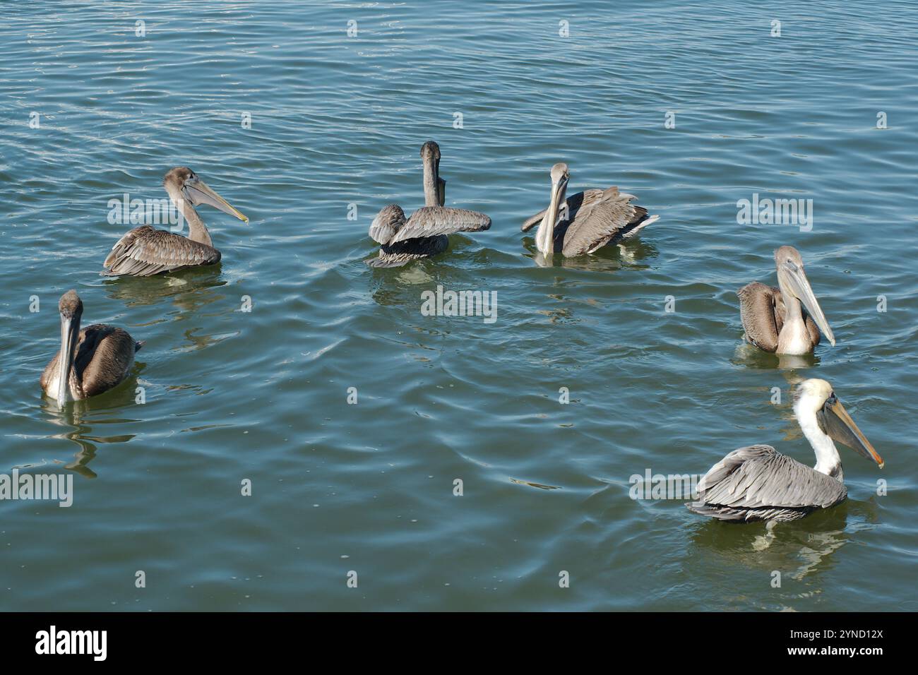 Six isolated pelicans hi-res stock photography and images - Alamy