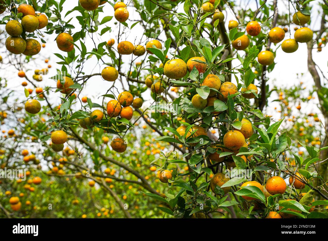 Limau madu hi-res stock photography and images - Alamy