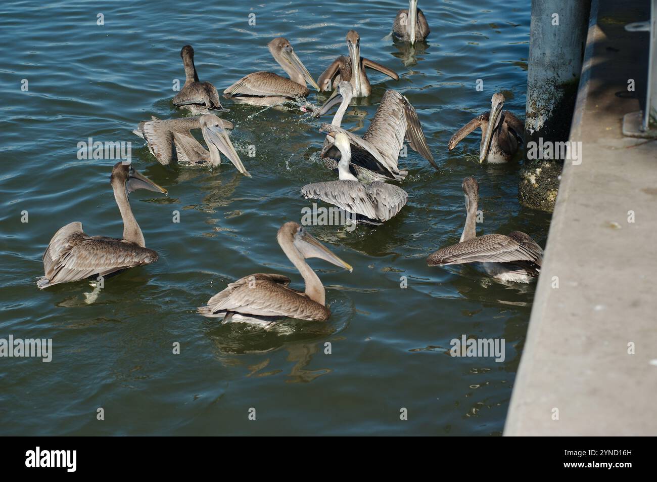 Feeding Frenzy of Multiple Florida Pelicans near a fish cleaning station getting into position ...