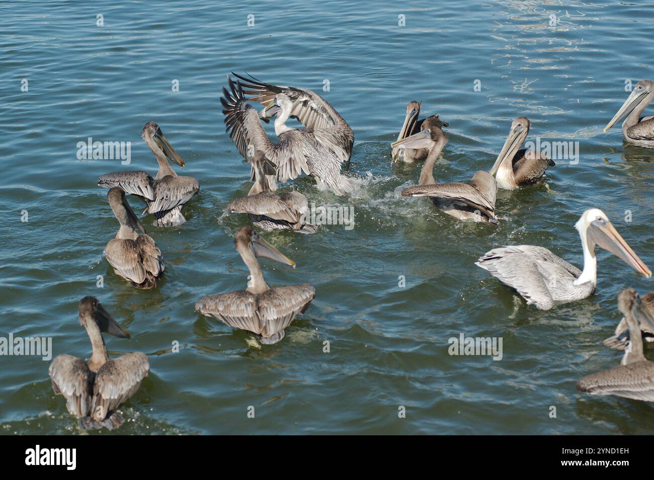 Feeding Frenzy of Multiple Florida Pelicans near a fish cleaning station getting into position ...