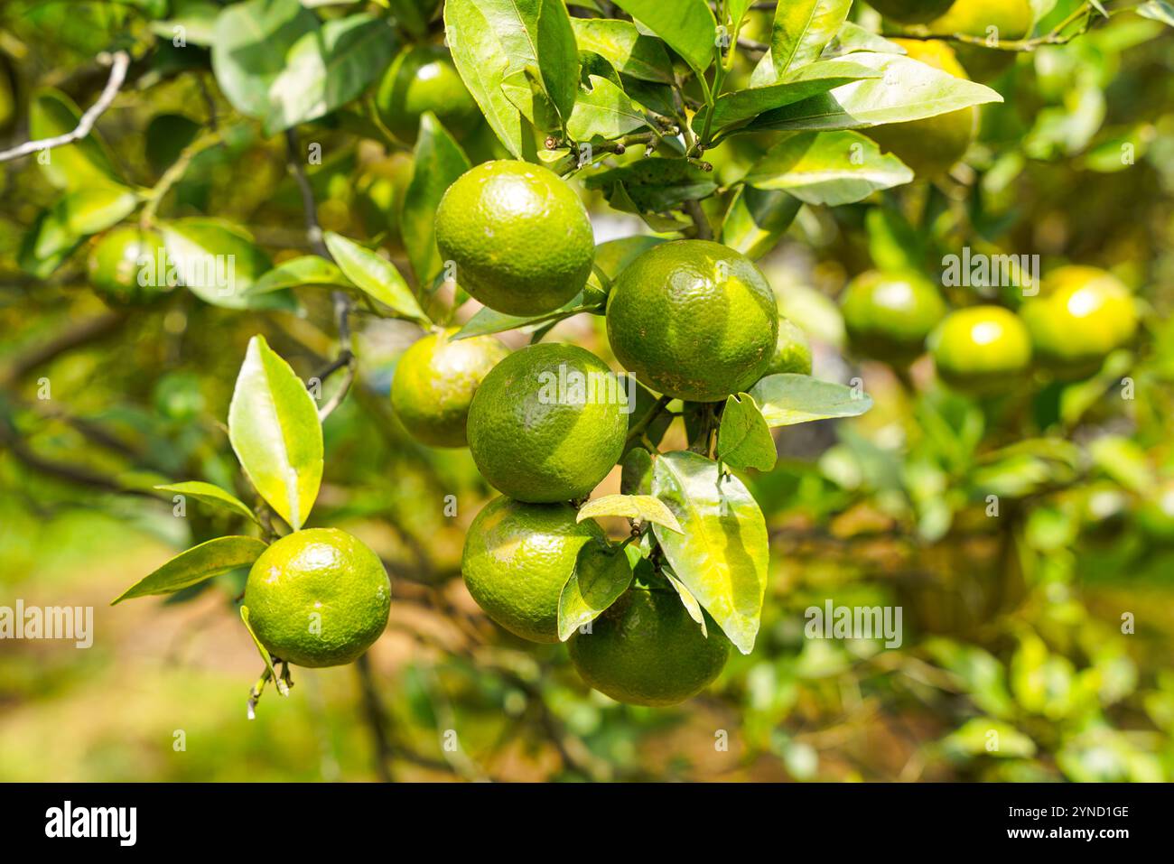 Limau madu hi-res stock photography and images - Alamy