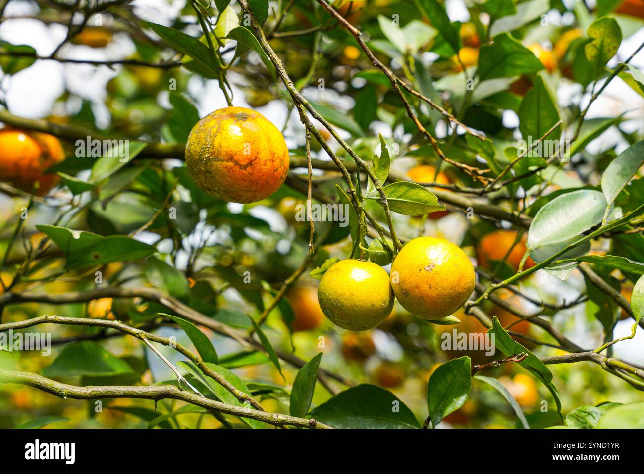 Oranges on the Tree ready for Harvests. Navel orange, Citrus sinensis ...