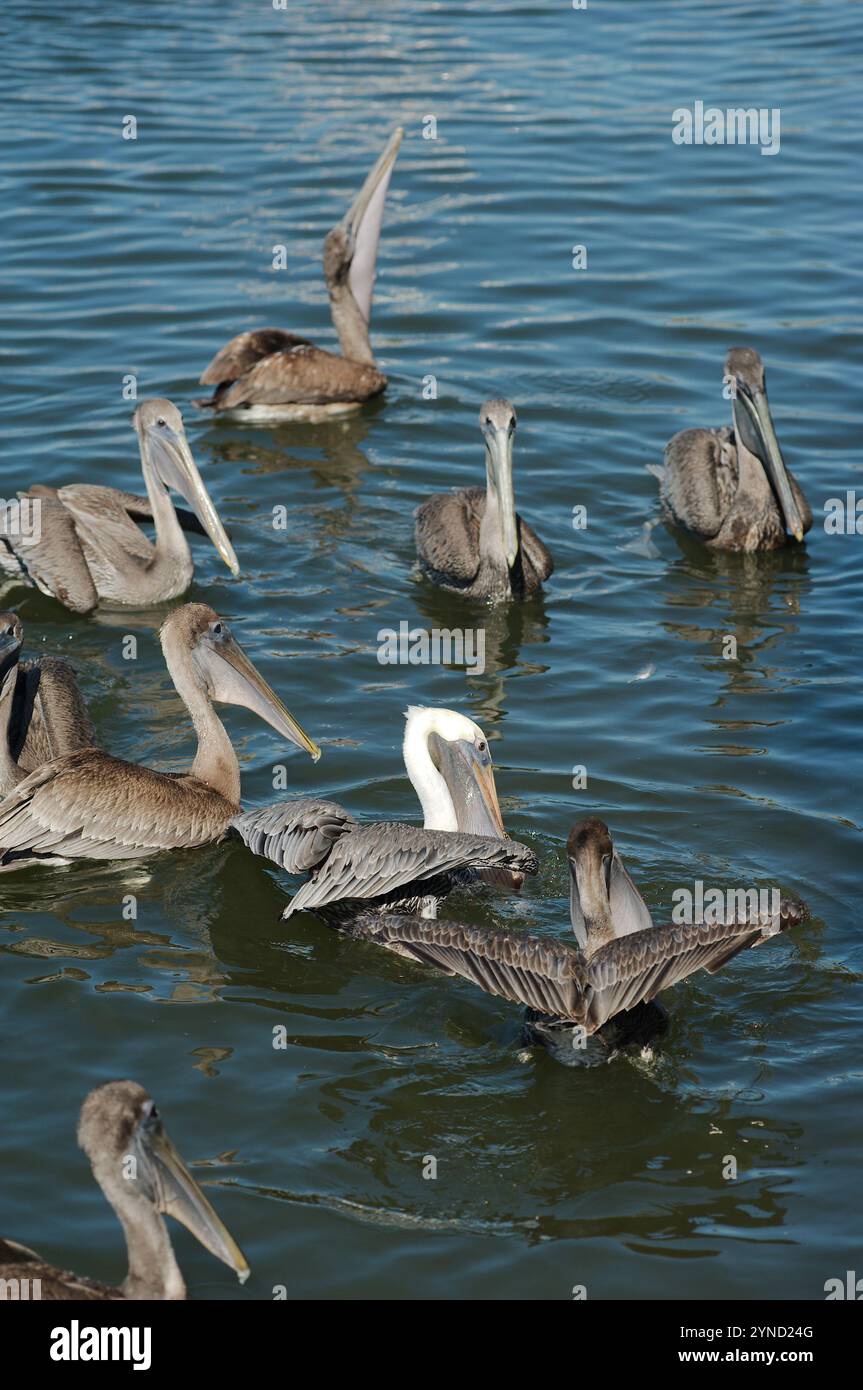 Feeding Frenzy of Multiple Florida Pelicans near a fish cleaning station getting into position ...