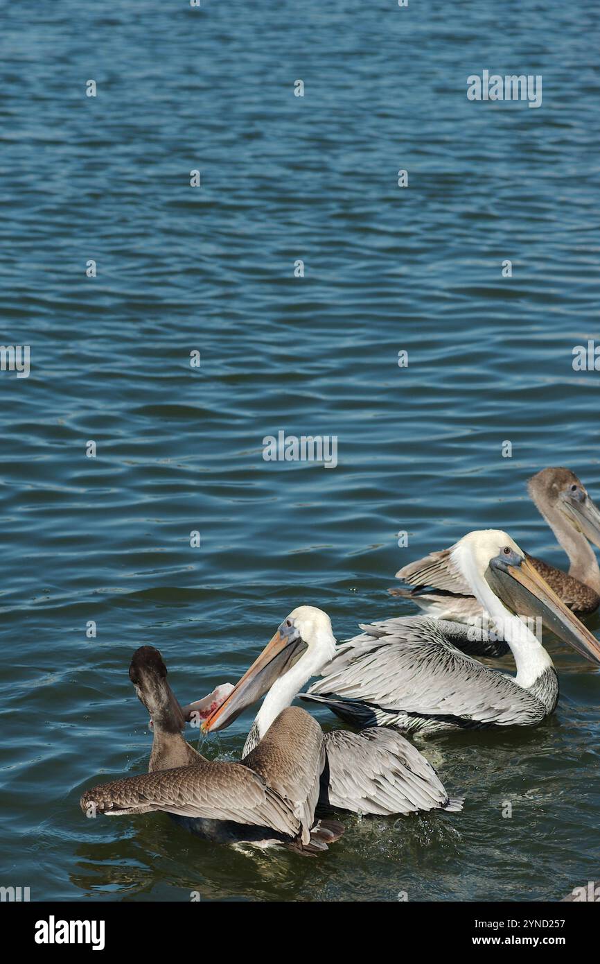 Feeding Frenzy of Multiple Florida Pelicans near a fish cleaning station getting into position ...
