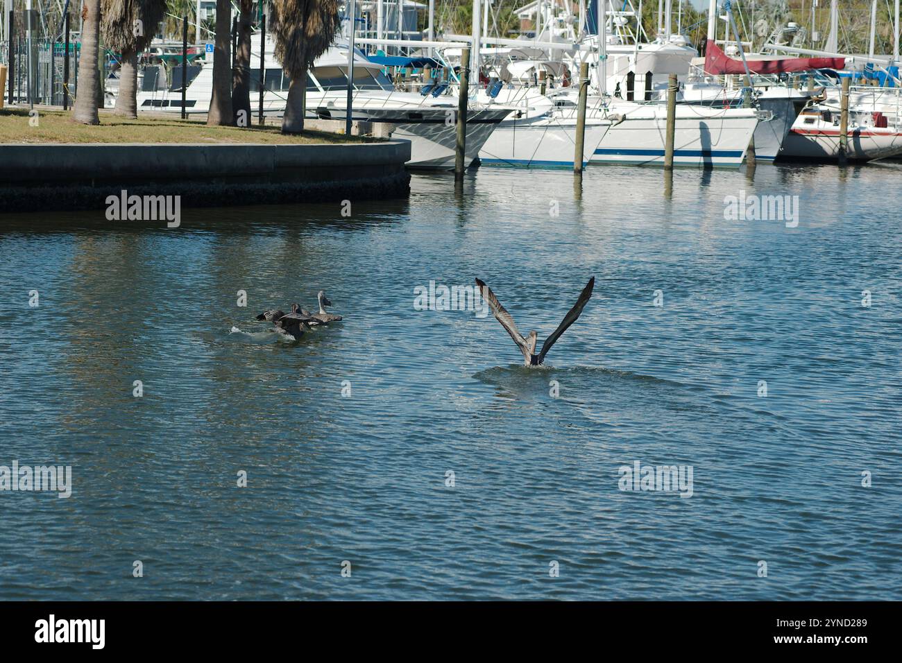Pelican marina hi-res stock photography and images - Alamy