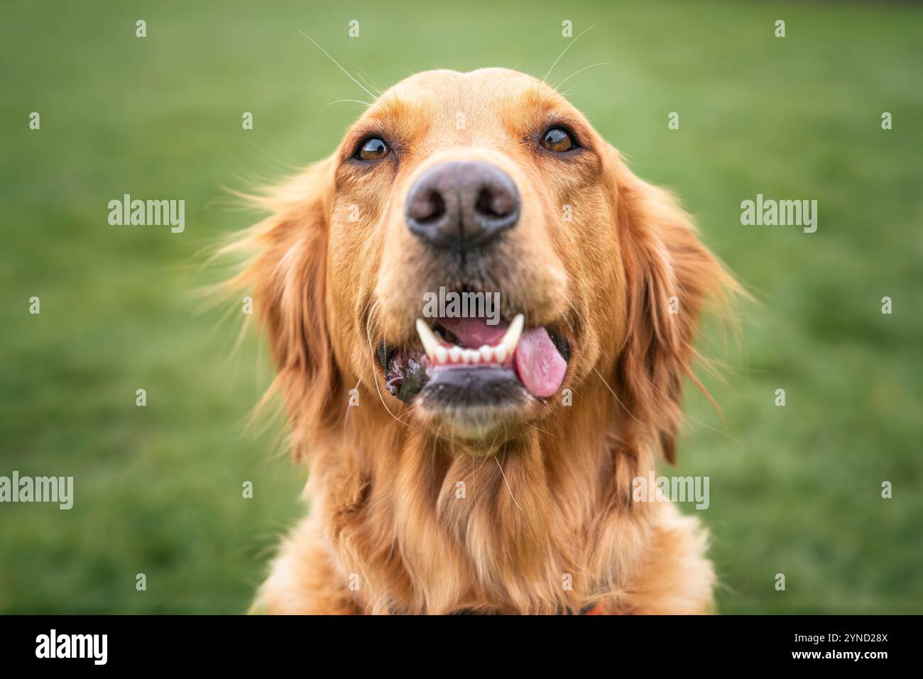 Golden retriever pup having hi-res stock photography and images - Alamy