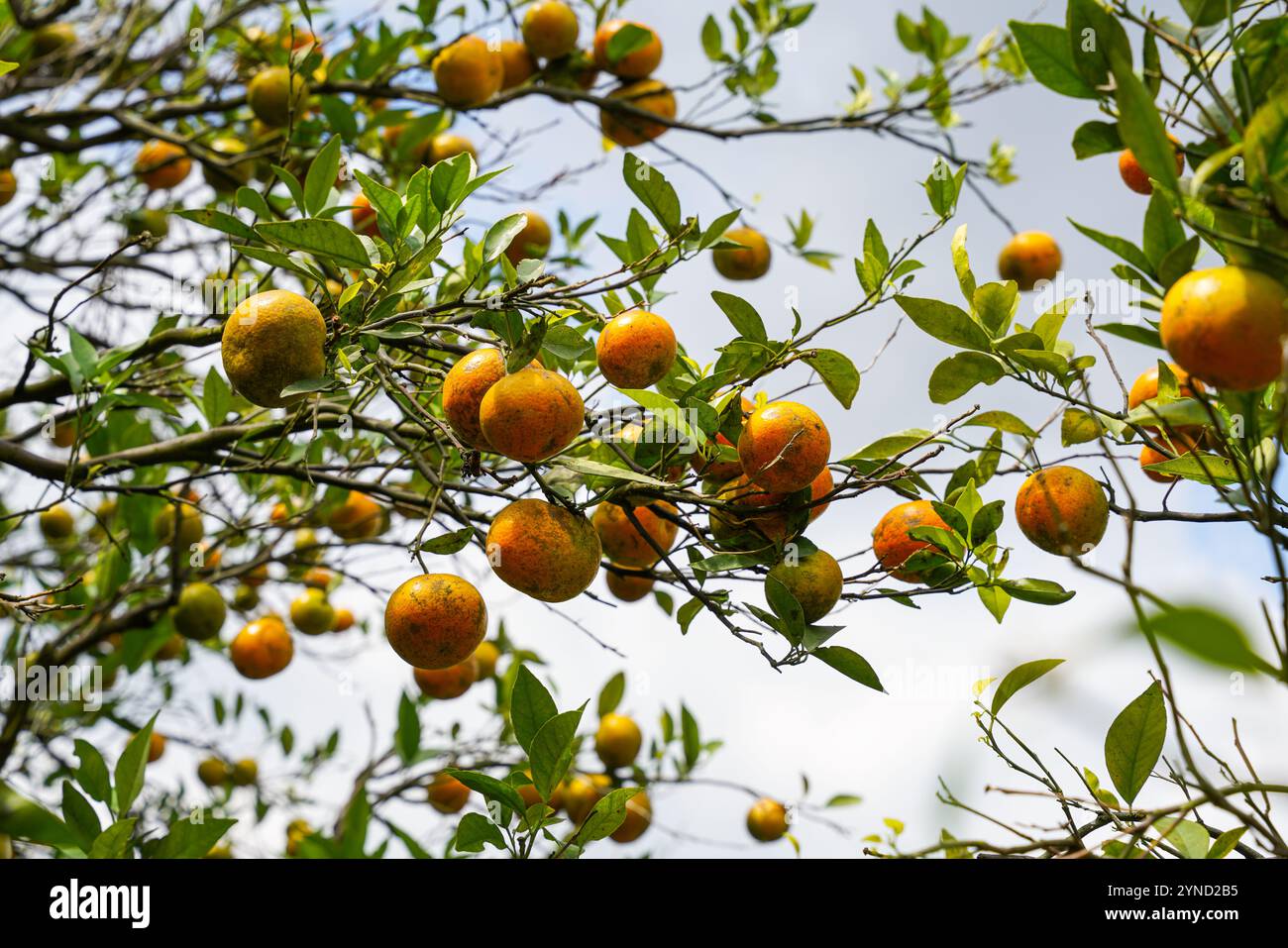 Oranges on the Tree ready for Harvests. Navel orange, Citrus sinensis ...