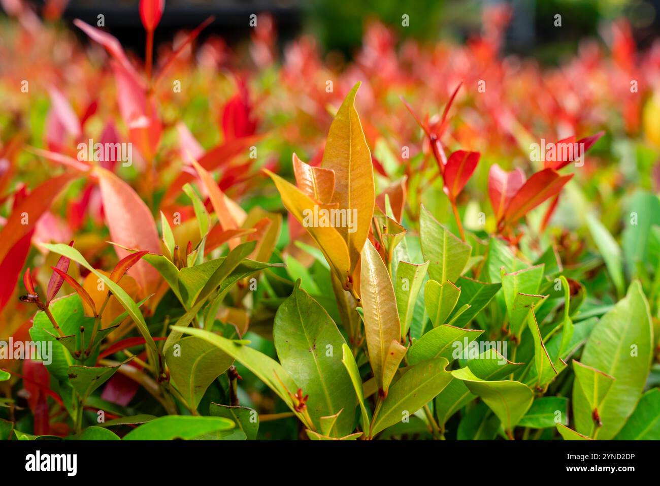 Syzygium Australe tree in morning sunlight. Syzygium Australe with ...