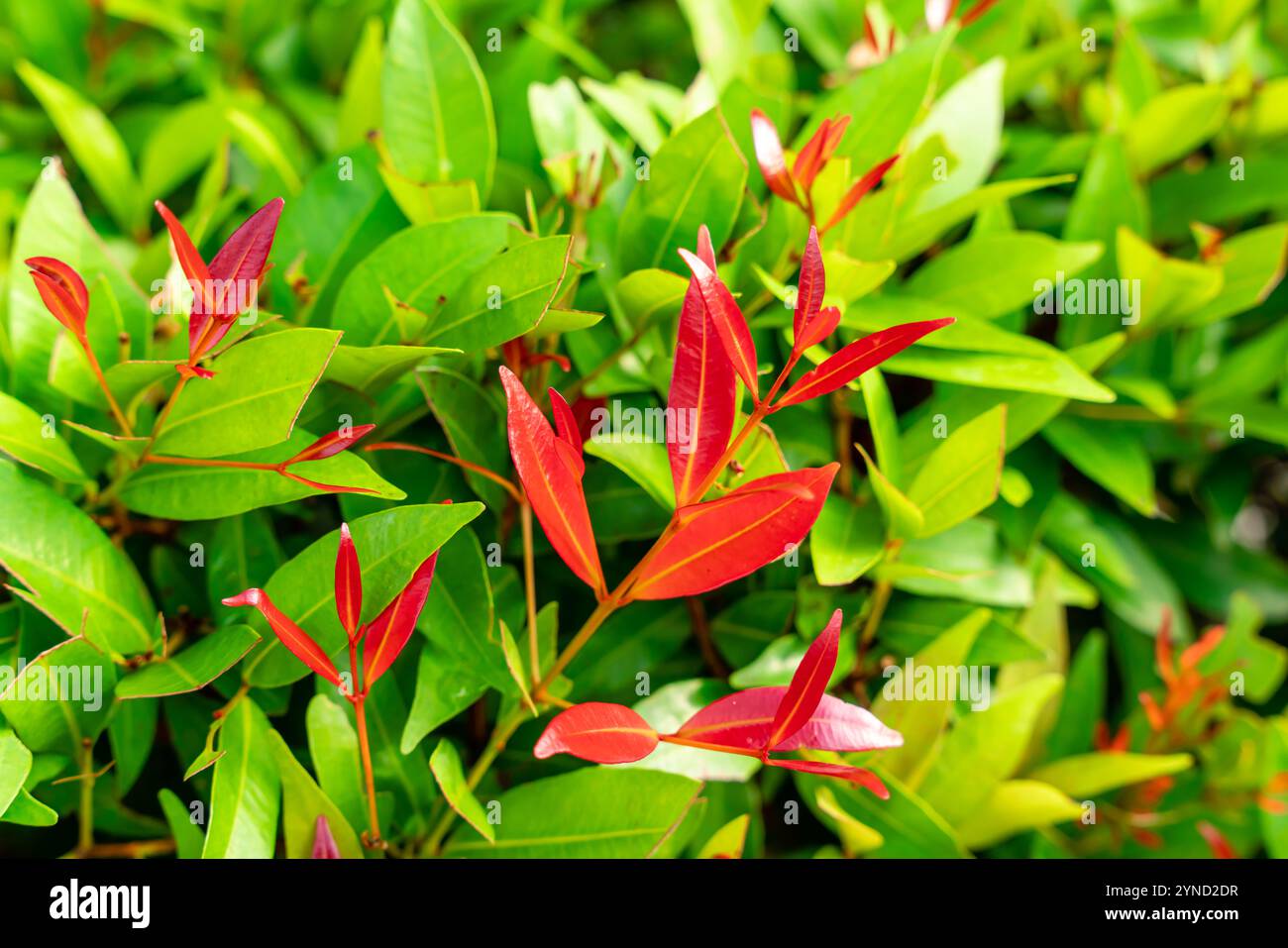 Syzygium Australe tree in morning sunlight. Syzygium Australe with ...