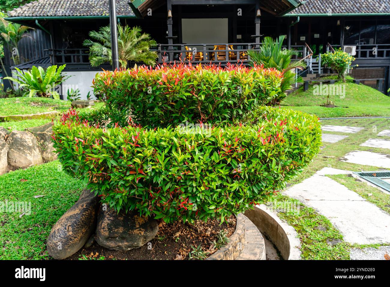 Syzygium Australe tree in morning sunlight. Syzygium Australe with ...