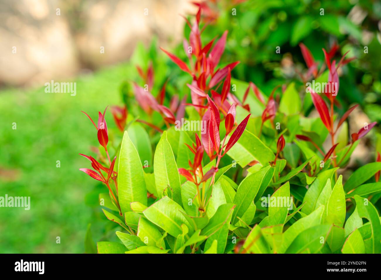 Syzygium Australe tree in morning sunlight. Syzygium Australe with ...