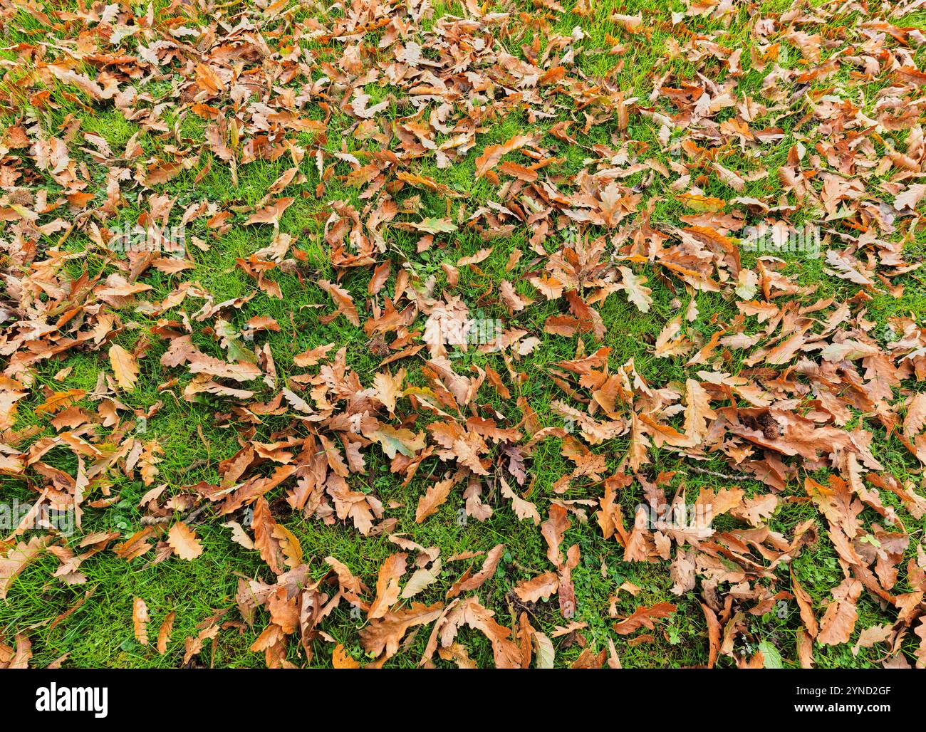 Autumn coloured leaves strewn on a lawn Stock Photo - Alamy