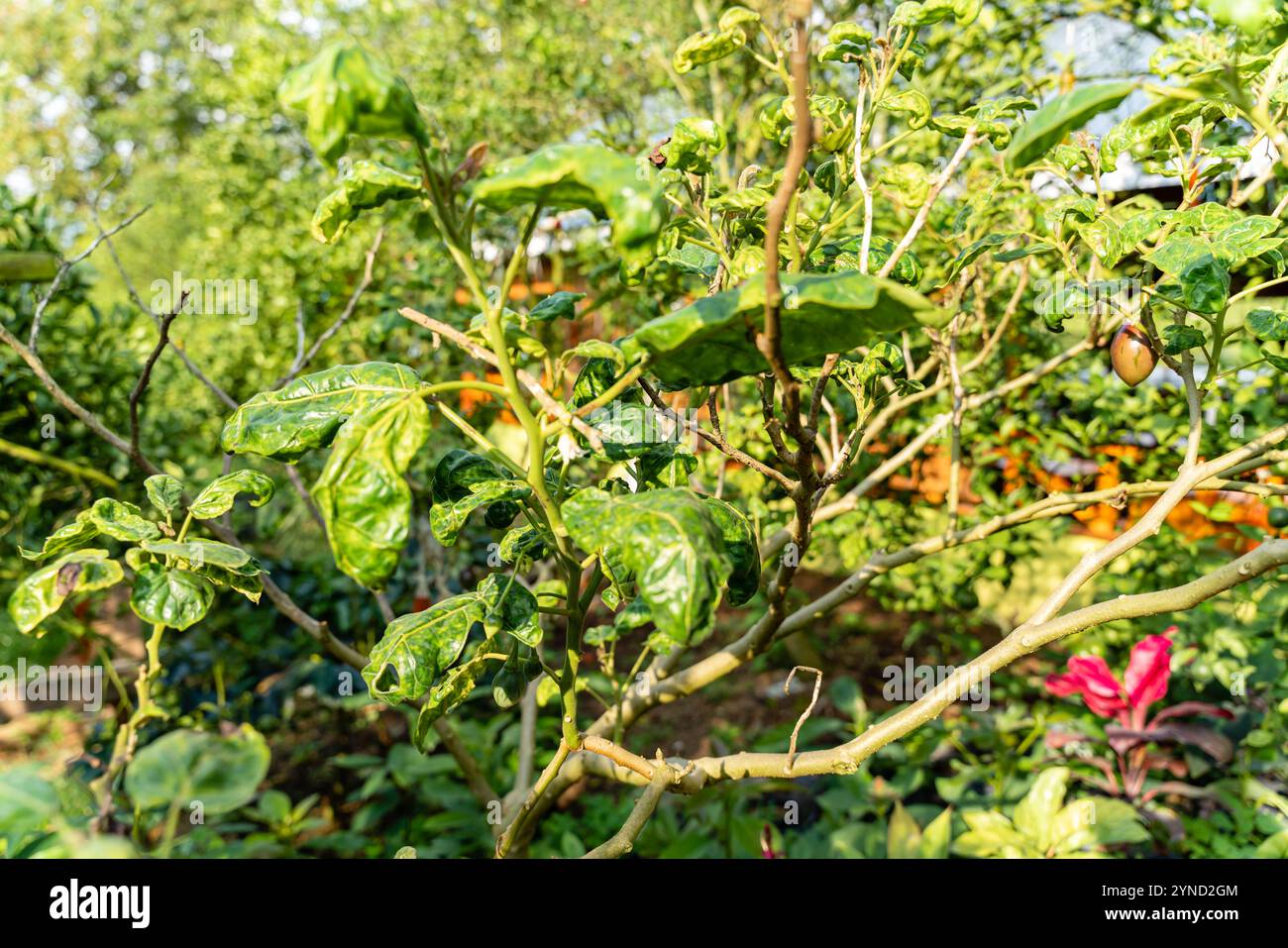 Terong Belanda or Tamarillo plant with green fruit and leaves. Solanum ...