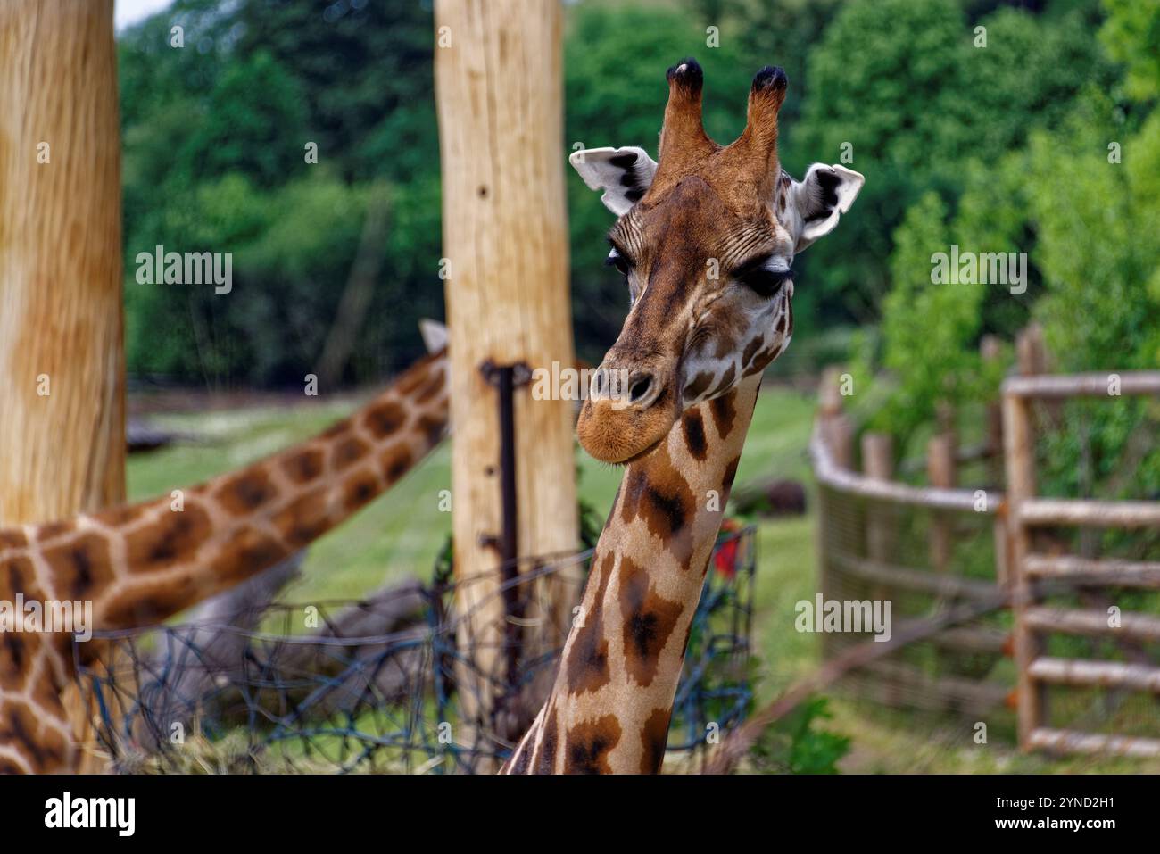 ZOO Praha - Trója Stock Photo - Alamy