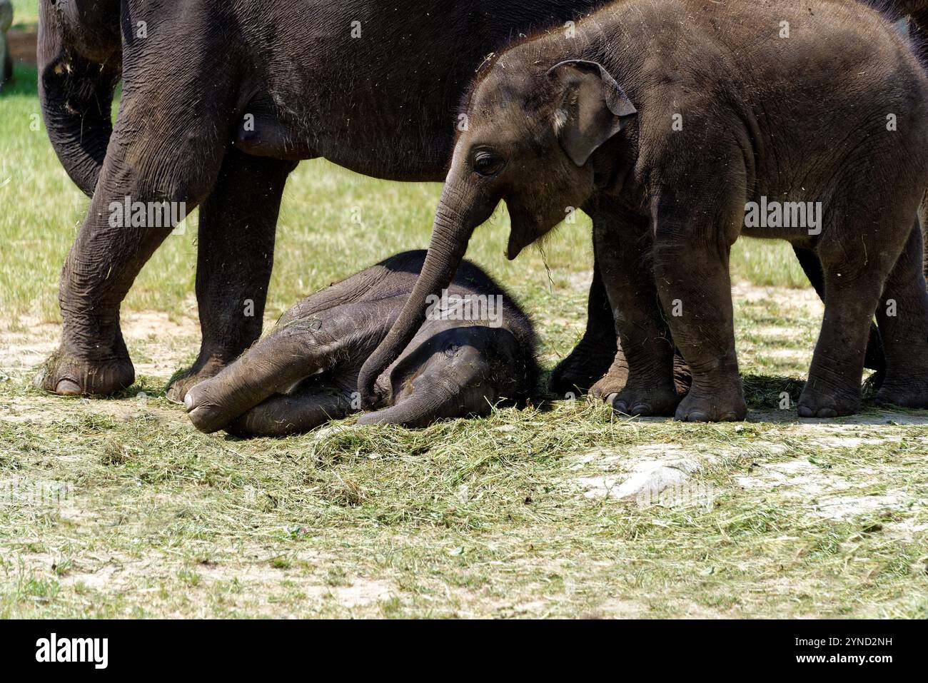 ZOO Praha - Trója Stock Photo - Alamy