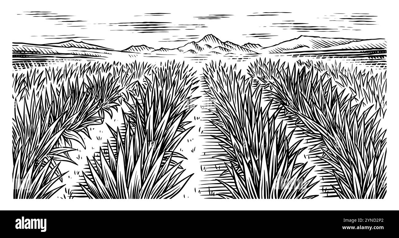 Agave field. Vintage retro landscape. Harvesting for tequila making ...