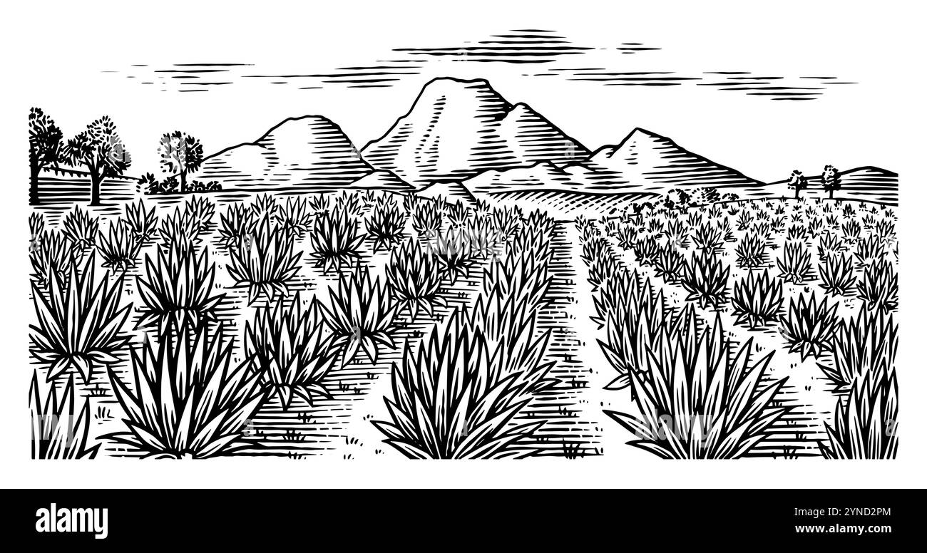 Agave field. Vintage retro landscape. Harvesting for tequila making ...