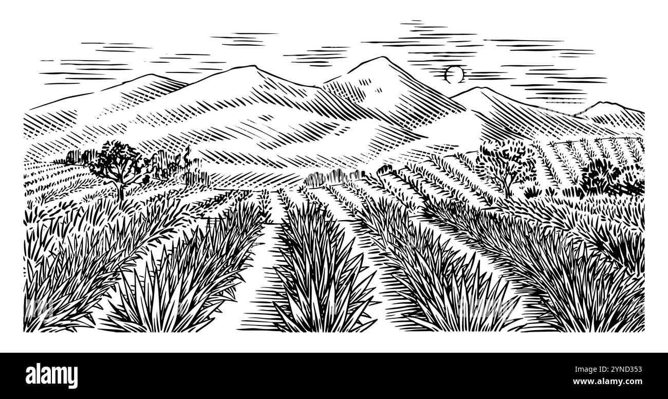 Agave field. Vintage retro landscape. Harvesting for tequila making ...