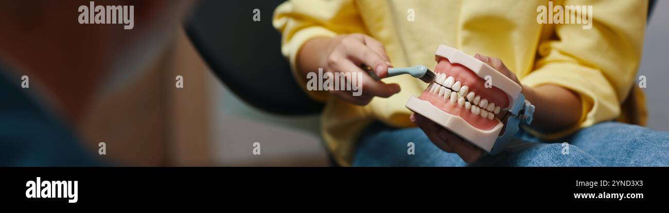Demonstrating Proper Dental Hygiene Using Model Teeth Stock Photo - Alamy
