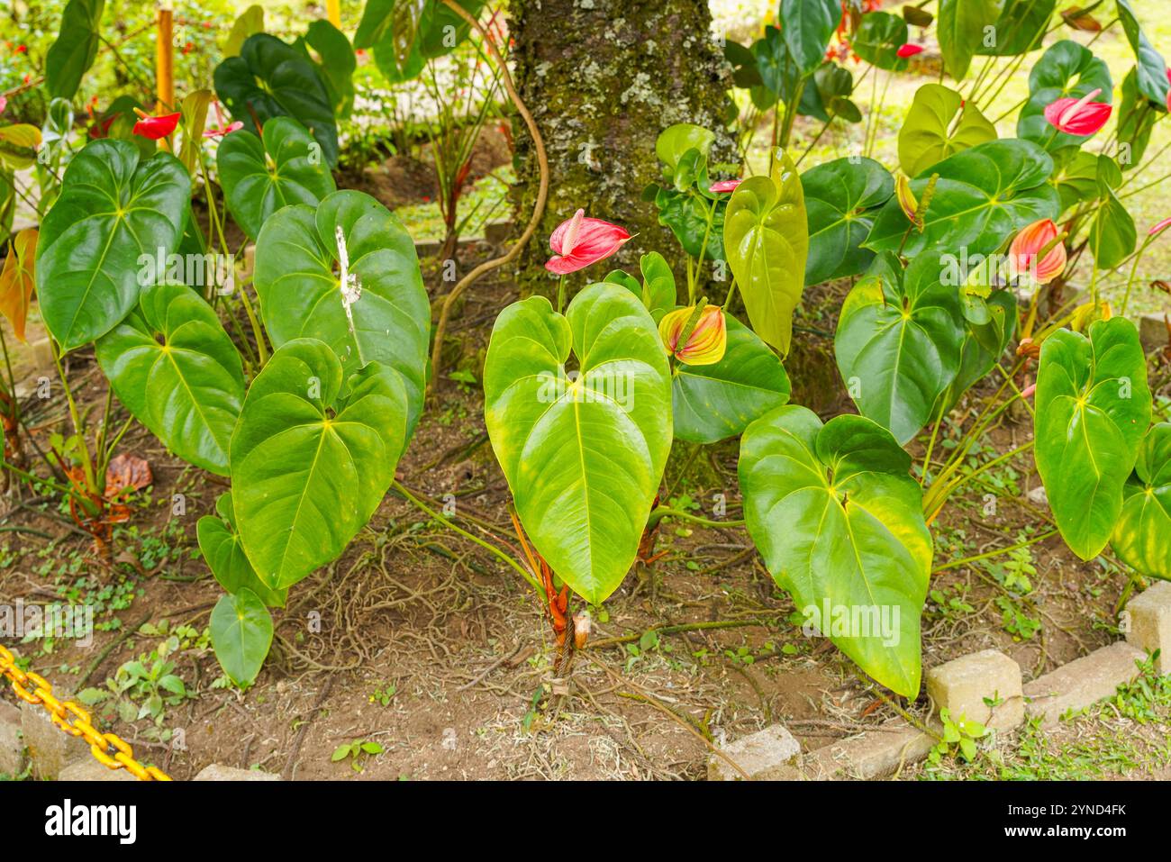 Flamingo flower Anthurium sp. Anthurium andraeanum (Flamingo Flower ...