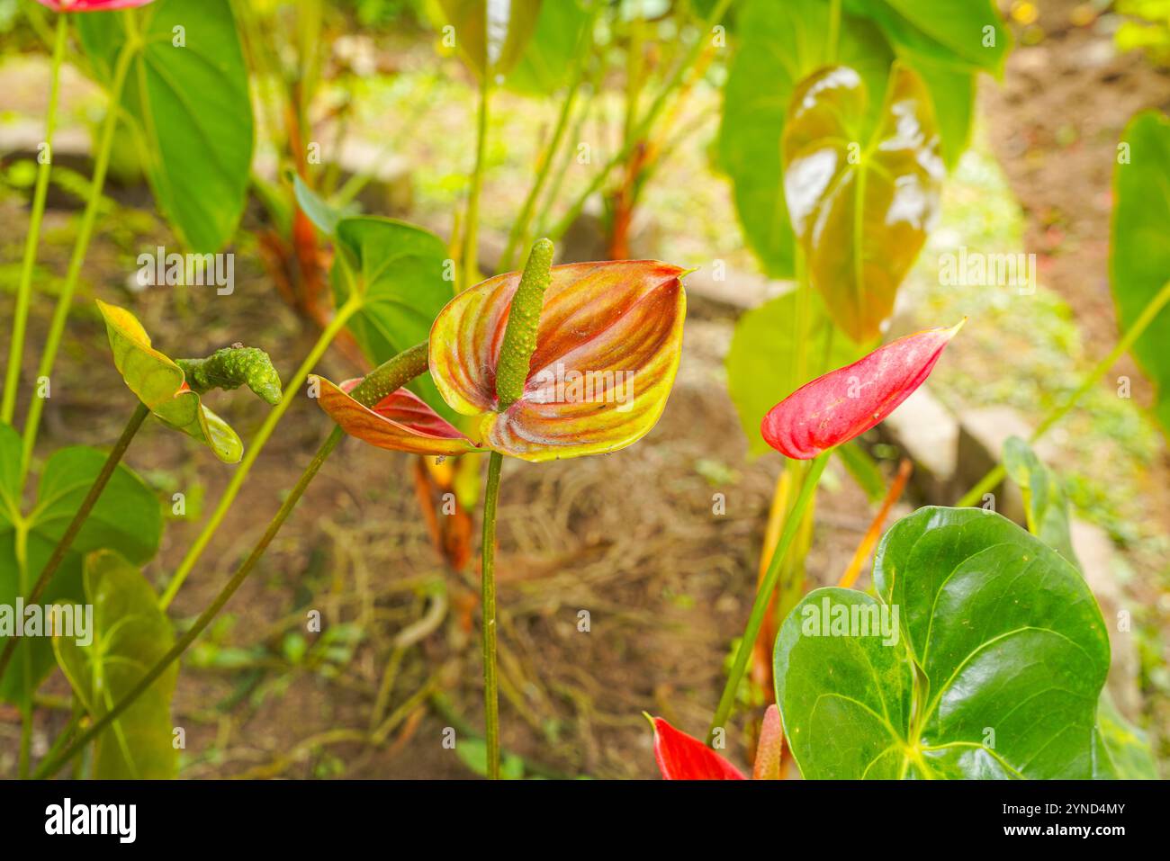 Flamingo flower Anthurium sp. Anthurium andraeanum (Flamingo Flower ...
