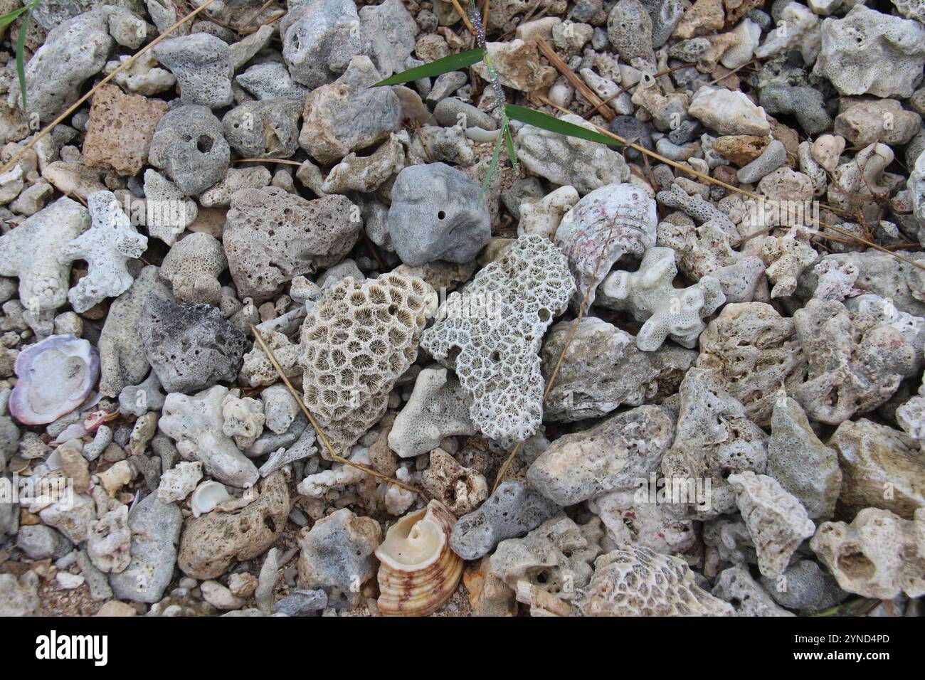 Corals and shells hi-res stock photography and images - Alamy