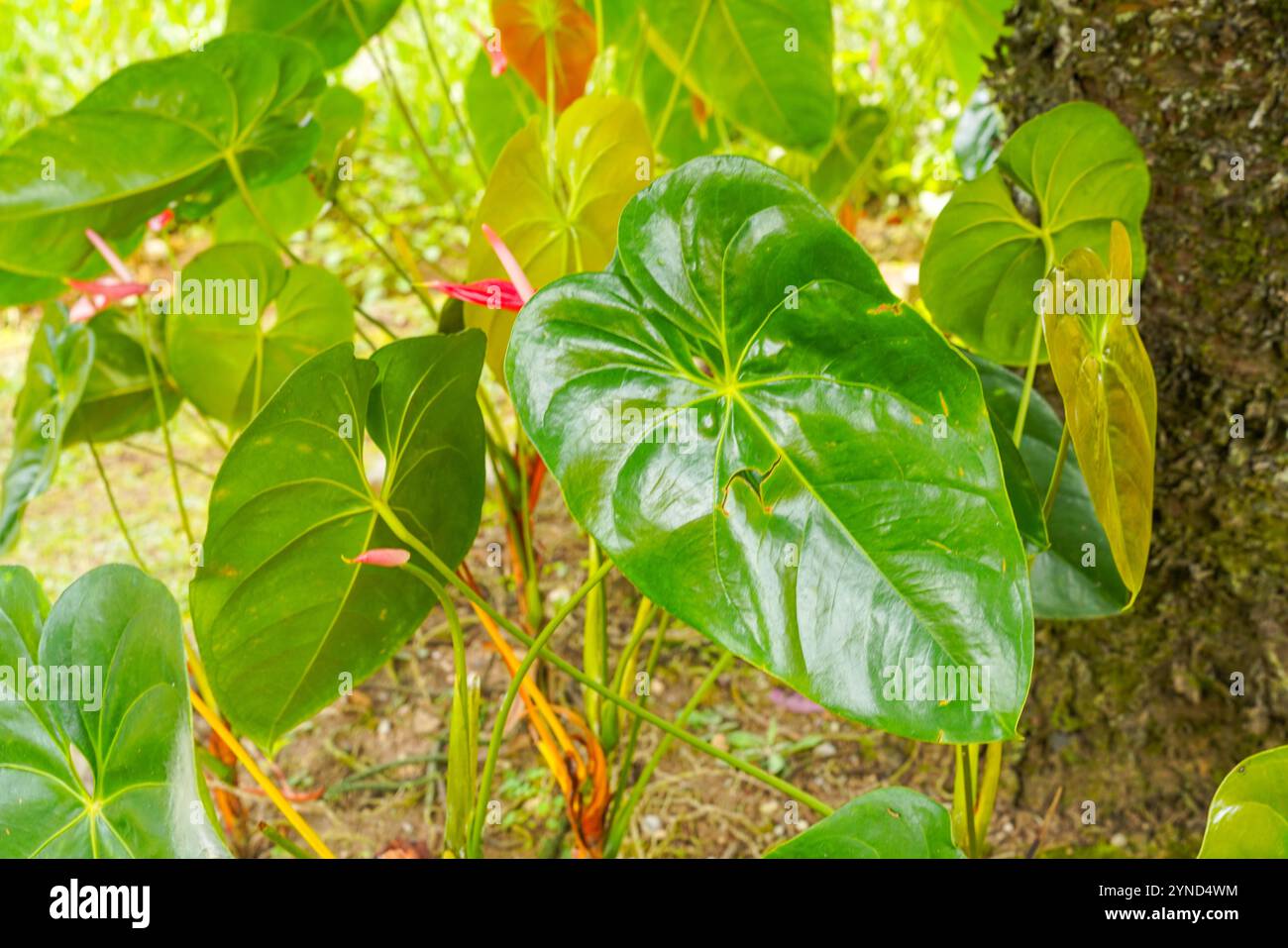 Flamingo flower Anthurium sp. Anthurium andraeanum (Flamingo Flower ...