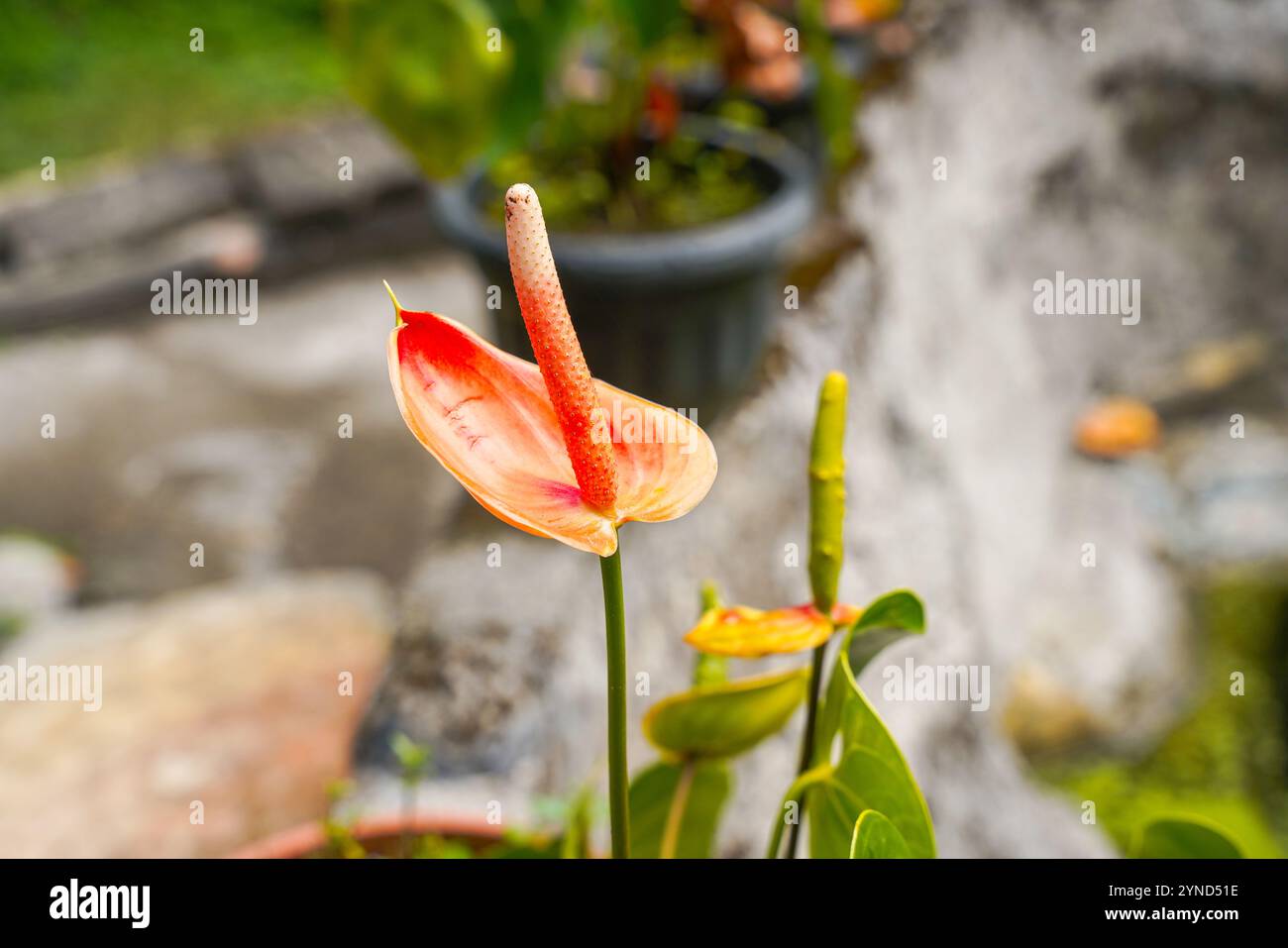 Flamingo flower Anthurium sp. Anthurium andraeanum (Flamingo Flower ...
