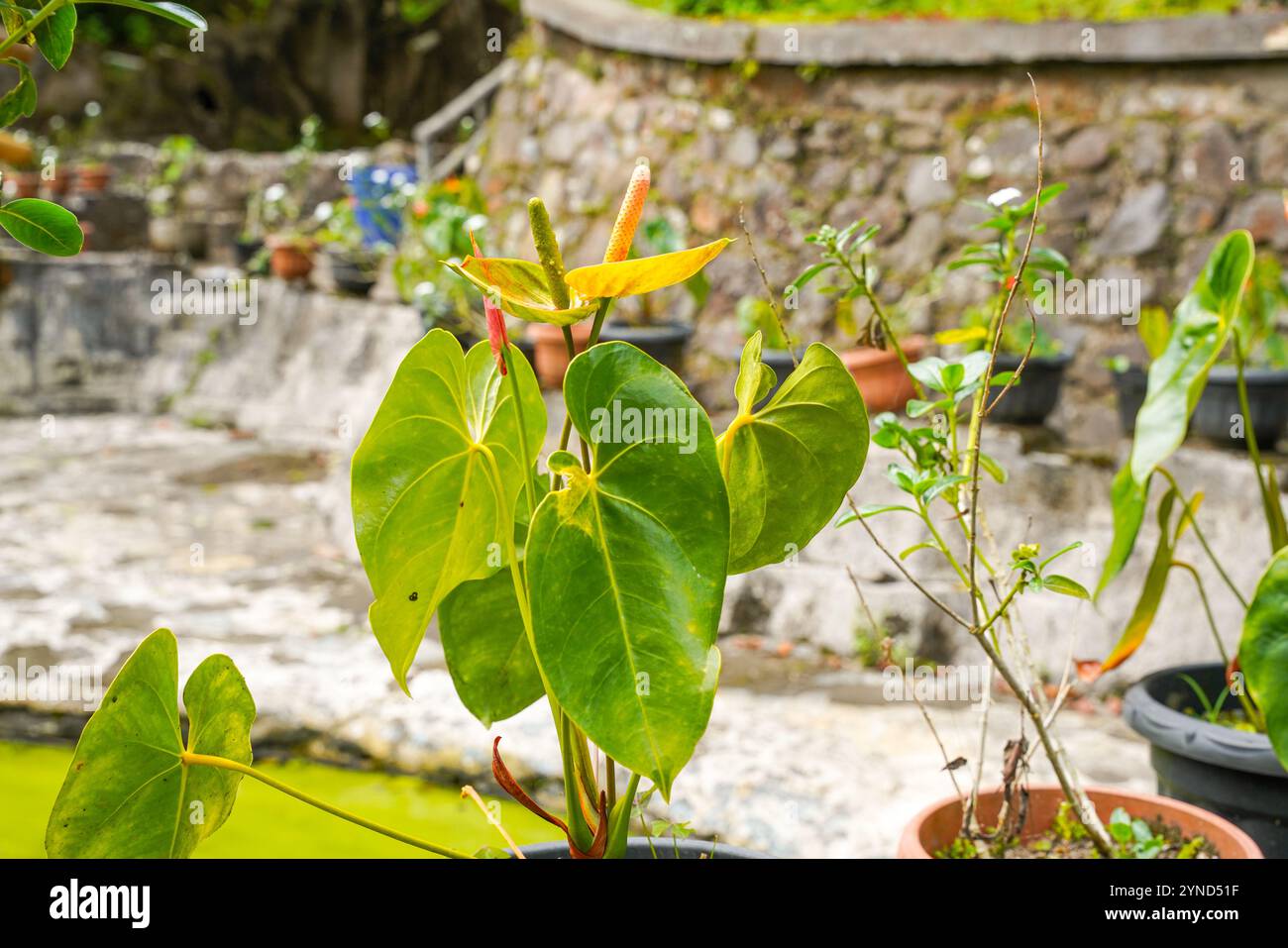 Flamingo flower Anthurium sp. Anthurium andraeanum (Flamingo Flower ...