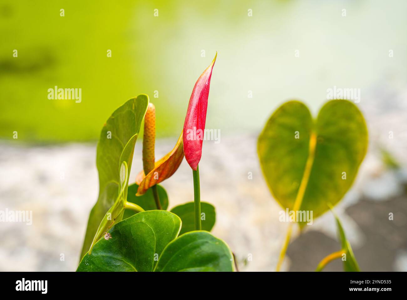 Flamingo flower Anthurium sp. Anthurium andraeanum (Flamingo Flower ...