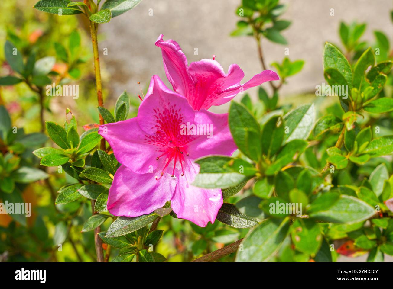 Blooming pink azalea flowers close-up in a botanical garden. Azaleas ...