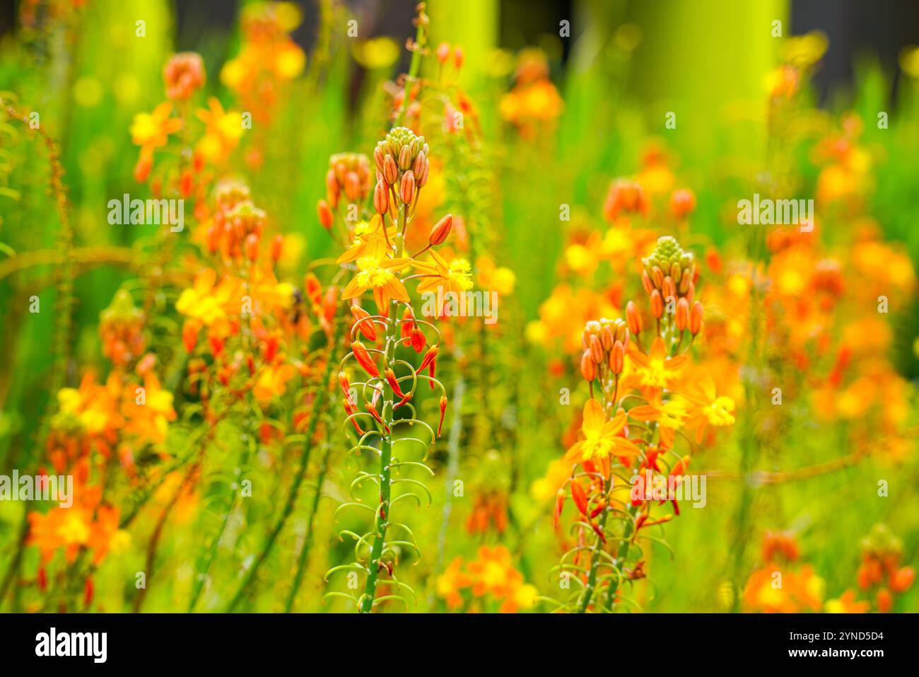 Bulbine frutescens is a species of flowering plant in the genus Bulbine ...