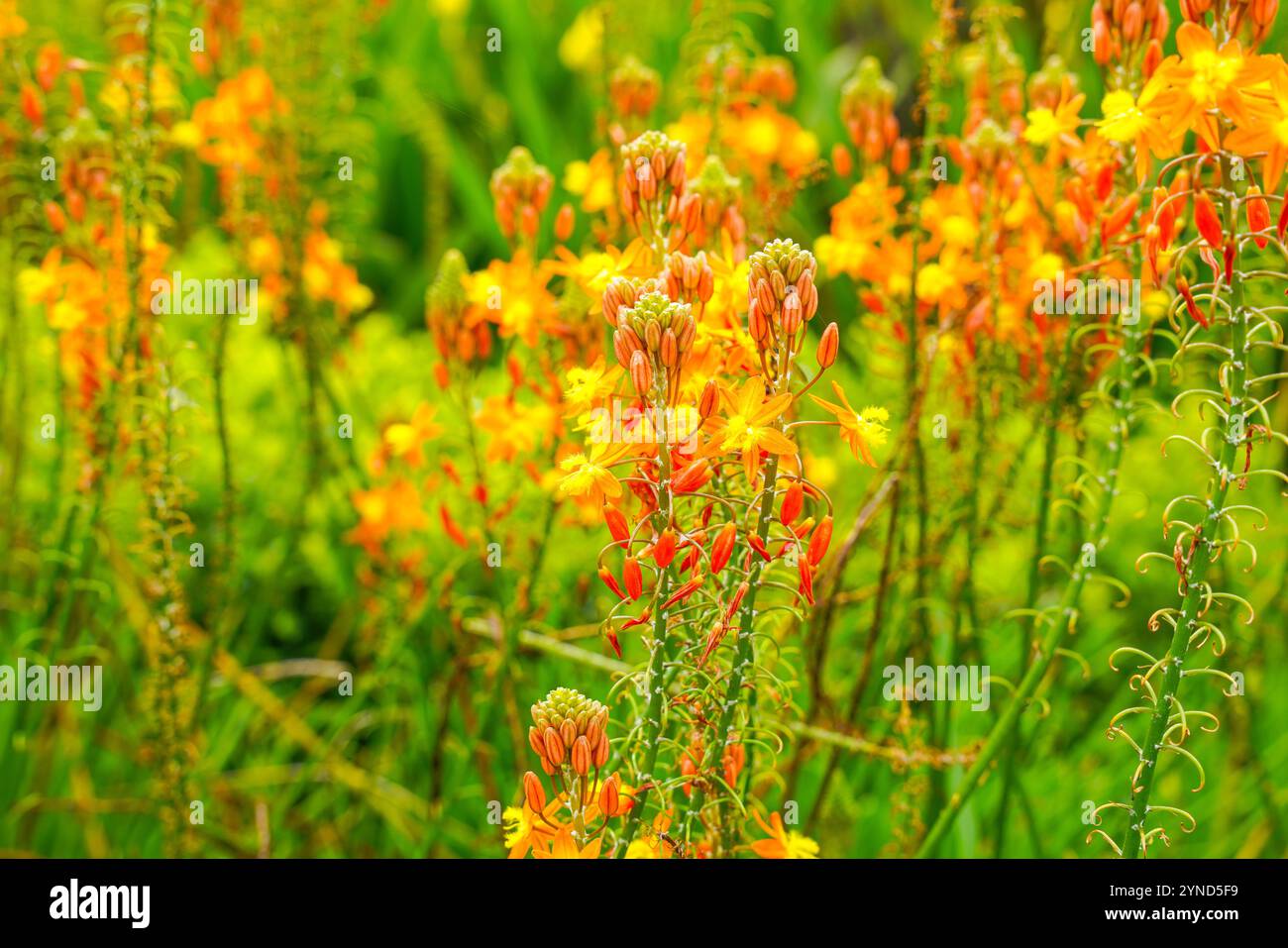 Bulbine frutescens is a species of flowering plant in the genus Bulbine ...