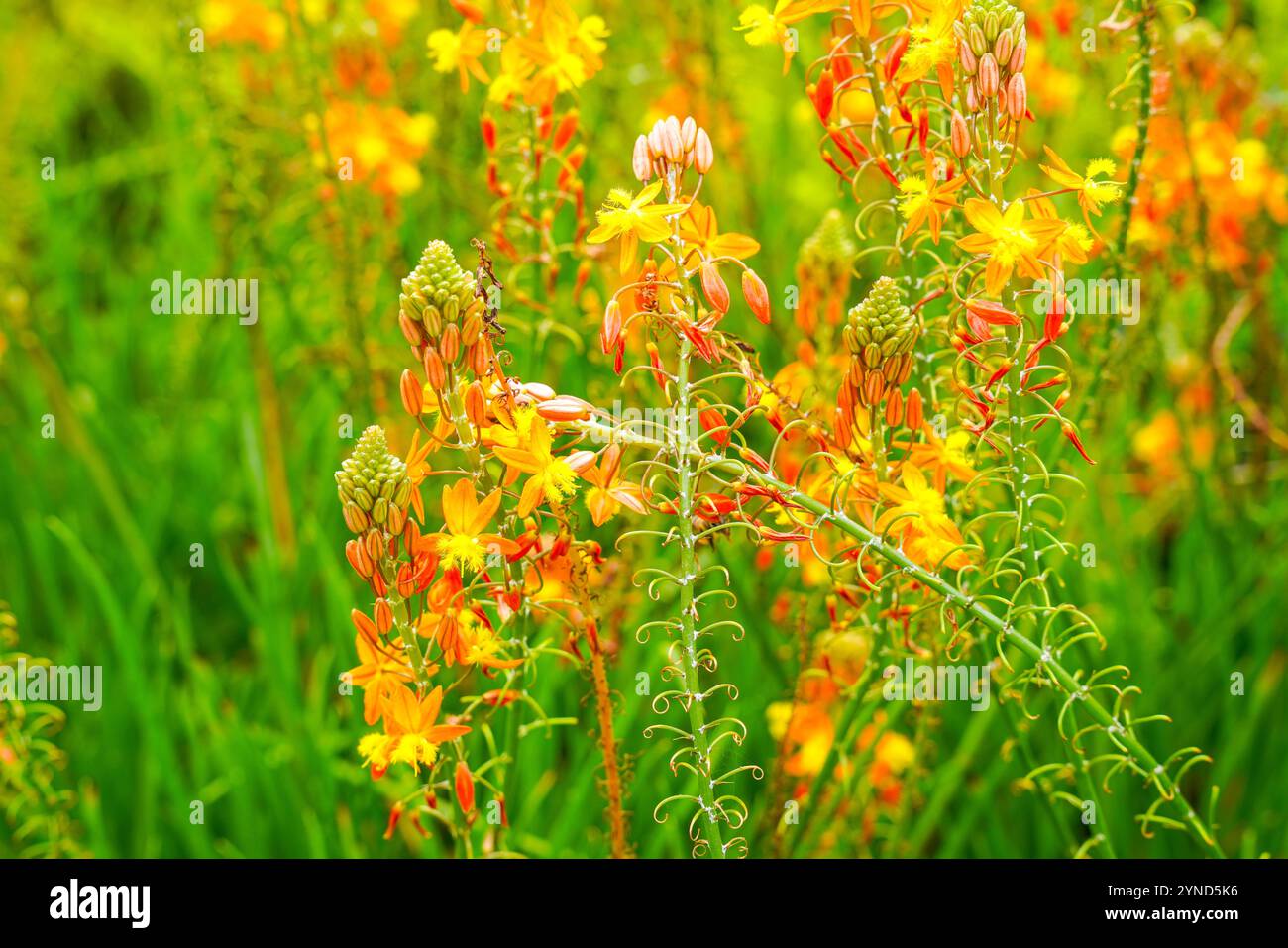 Bulbine frutescens is a species of flowering plant in the genus Bulbine ...