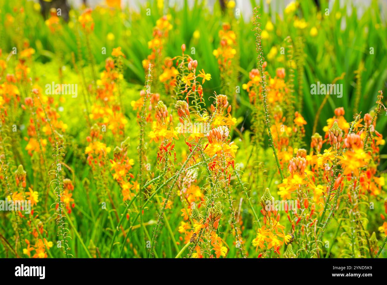 Bulbine frutescens is a species of flowering plant in the genus Bulbine ...