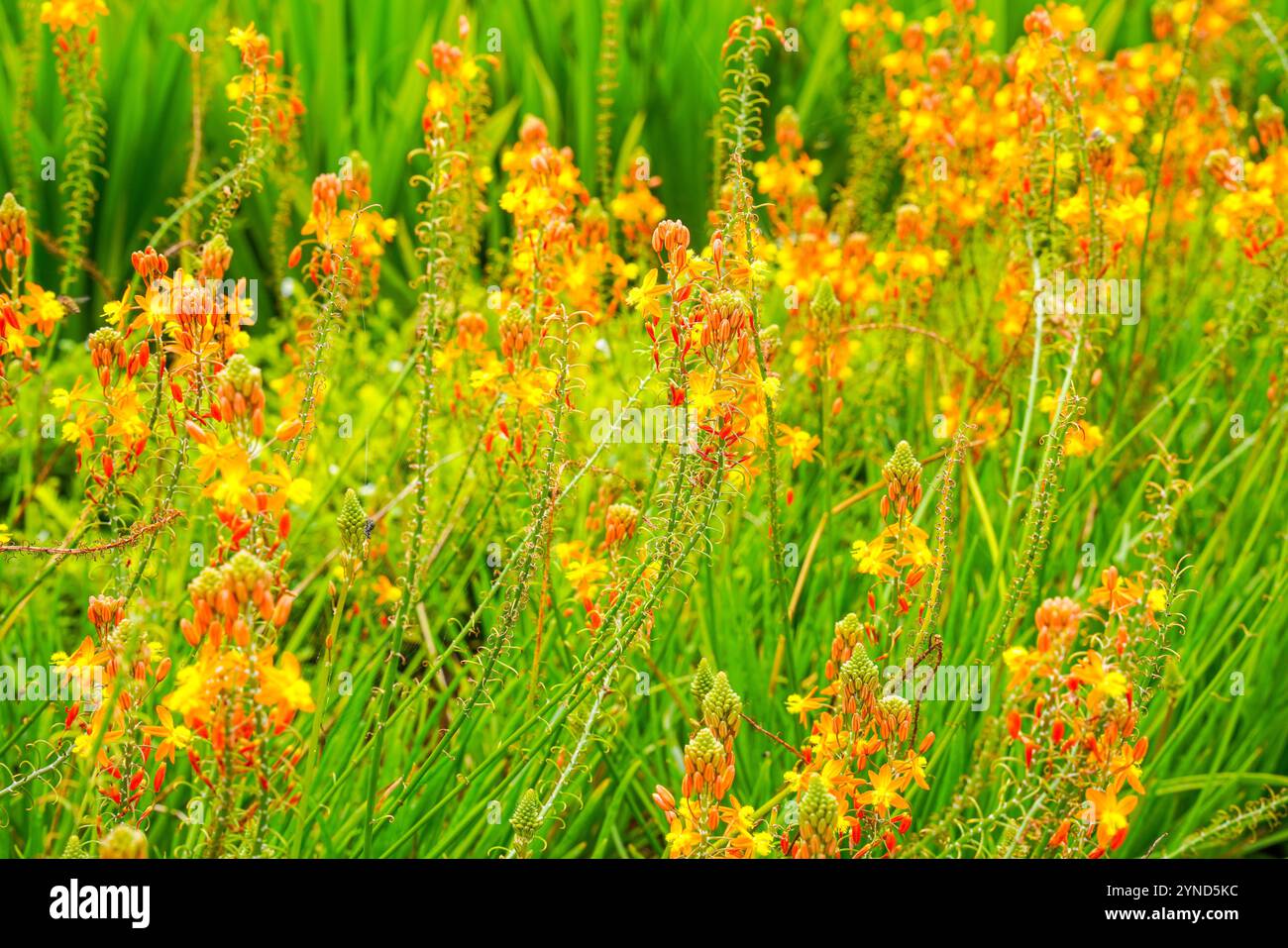 Bulbine frutescens is a species of flowering plant in the genus Bulbine ...