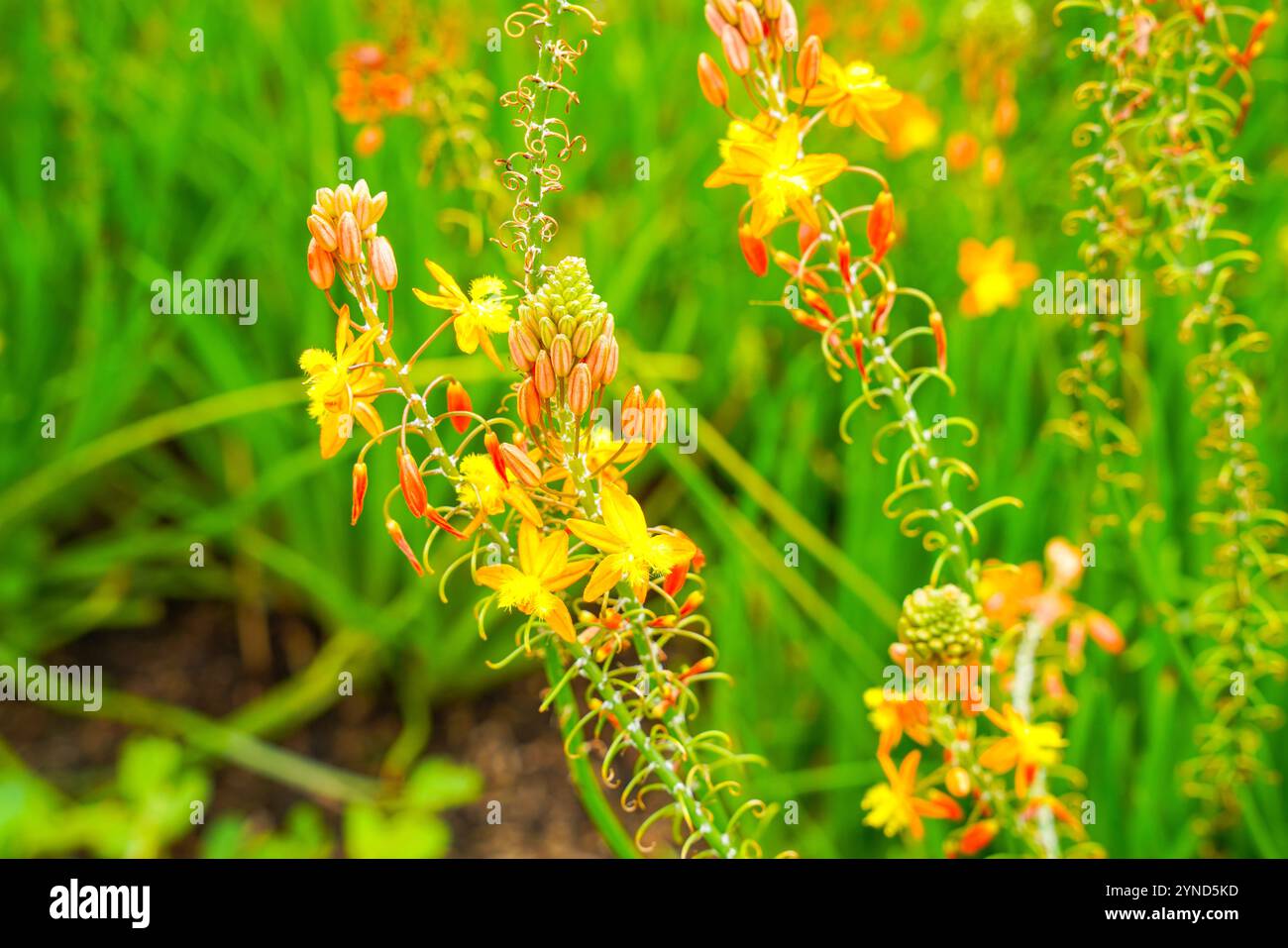Bulbine frutescens is a species of flowering plant in the genus Bulbine ...