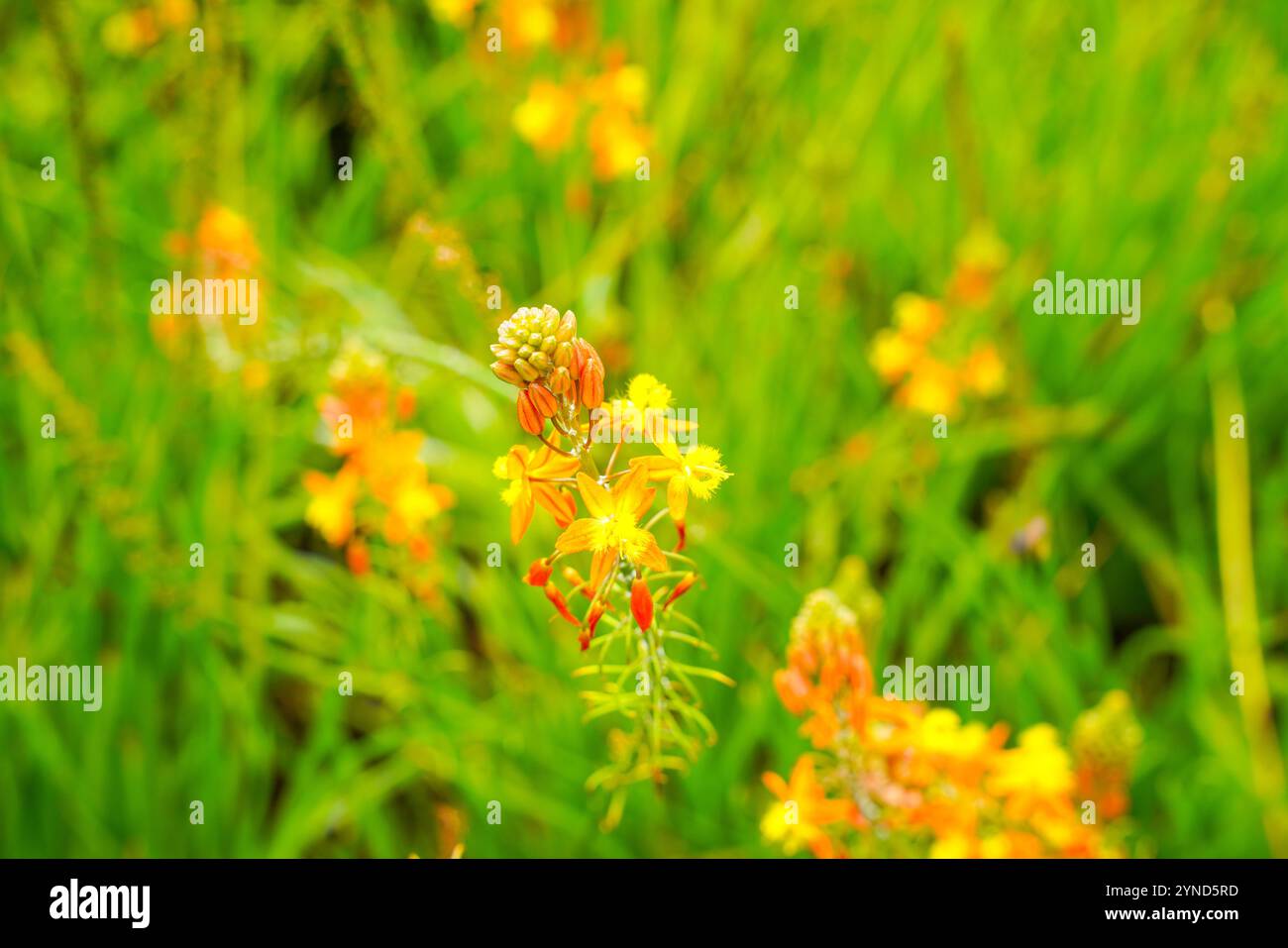 Bulbine frutescens is a species of flowering plant in the genus Bulbine ...