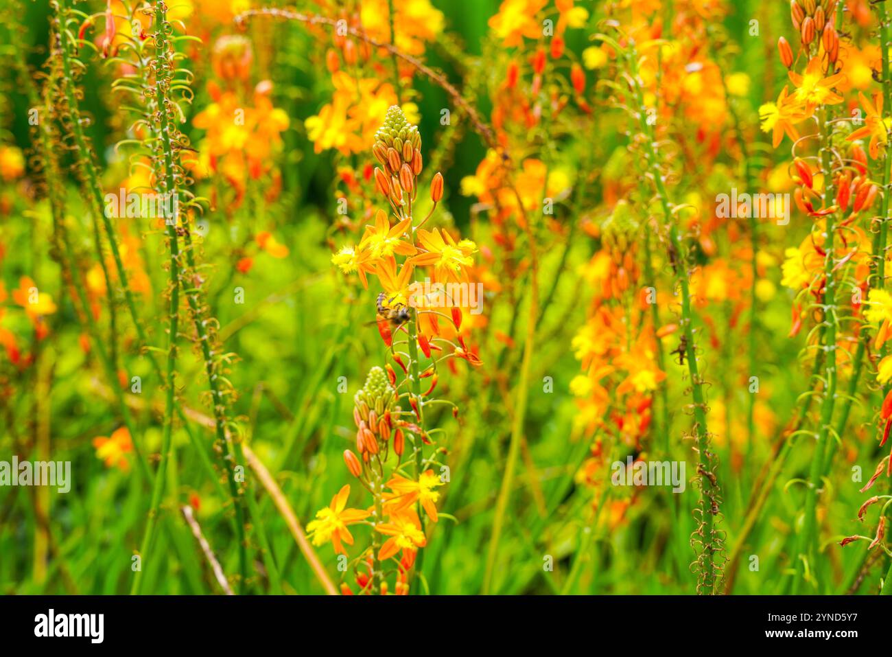Bulbine frutescens is a species of flowering plant in the genus Bulbine ...