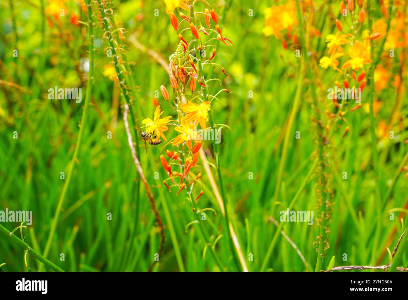 Bulbine frutescens is a species of flowering plant in the genus Bulbine ...