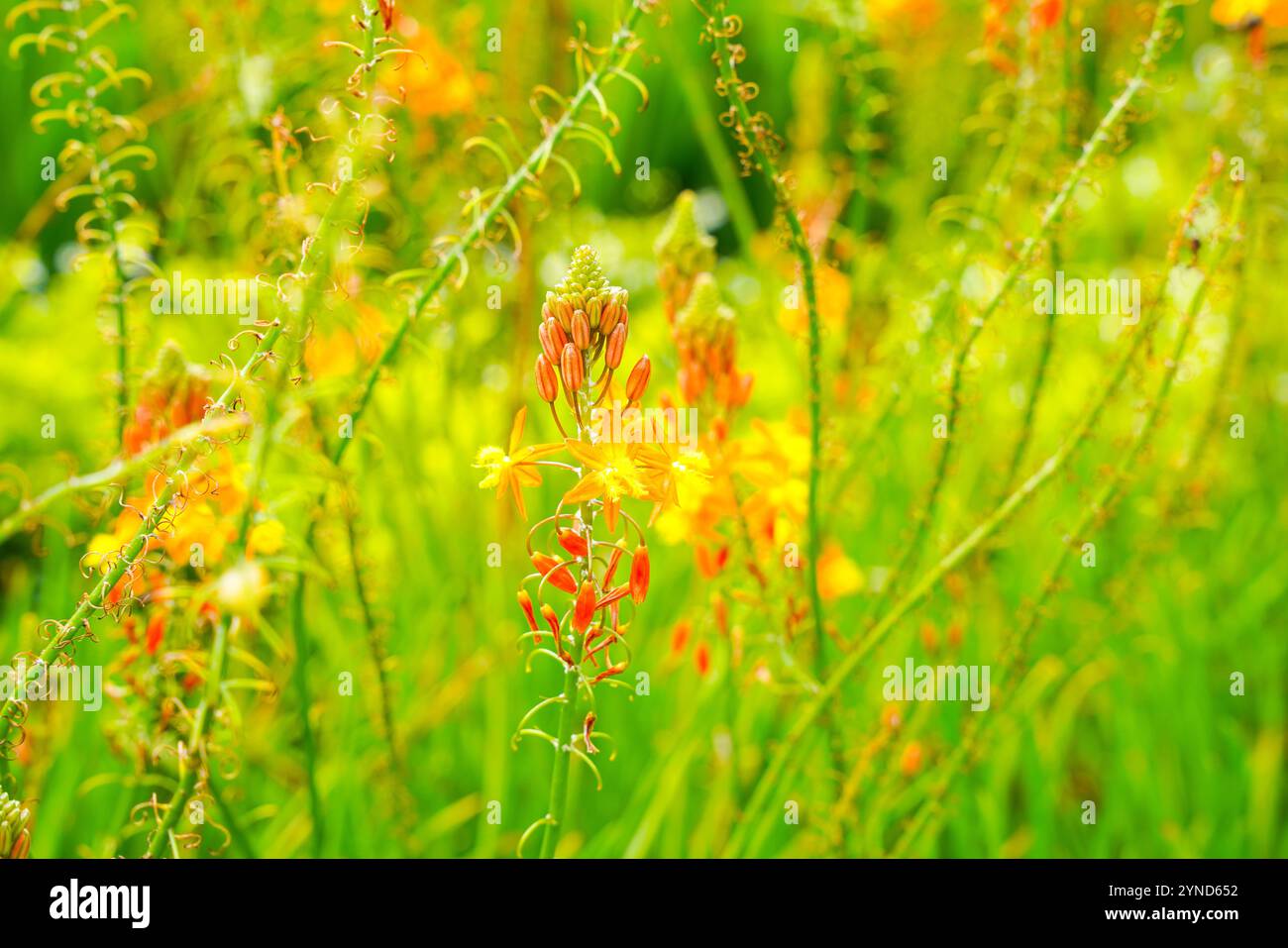 Bulbine frutescens is a species of flowering plant in the genus Bulbine ...