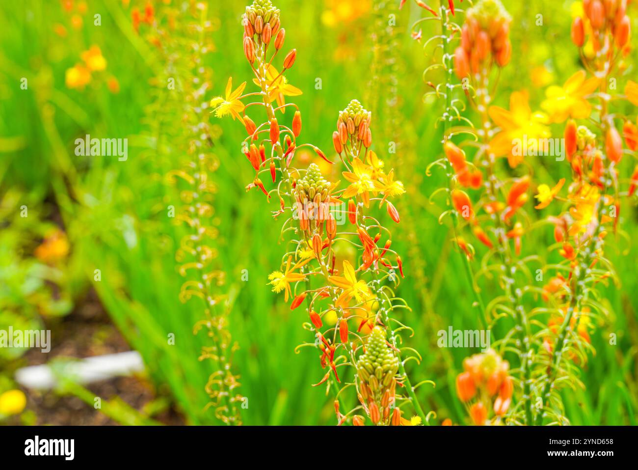 Bulbine frutescens is a species of flowering plant in the genus Bulbine ...