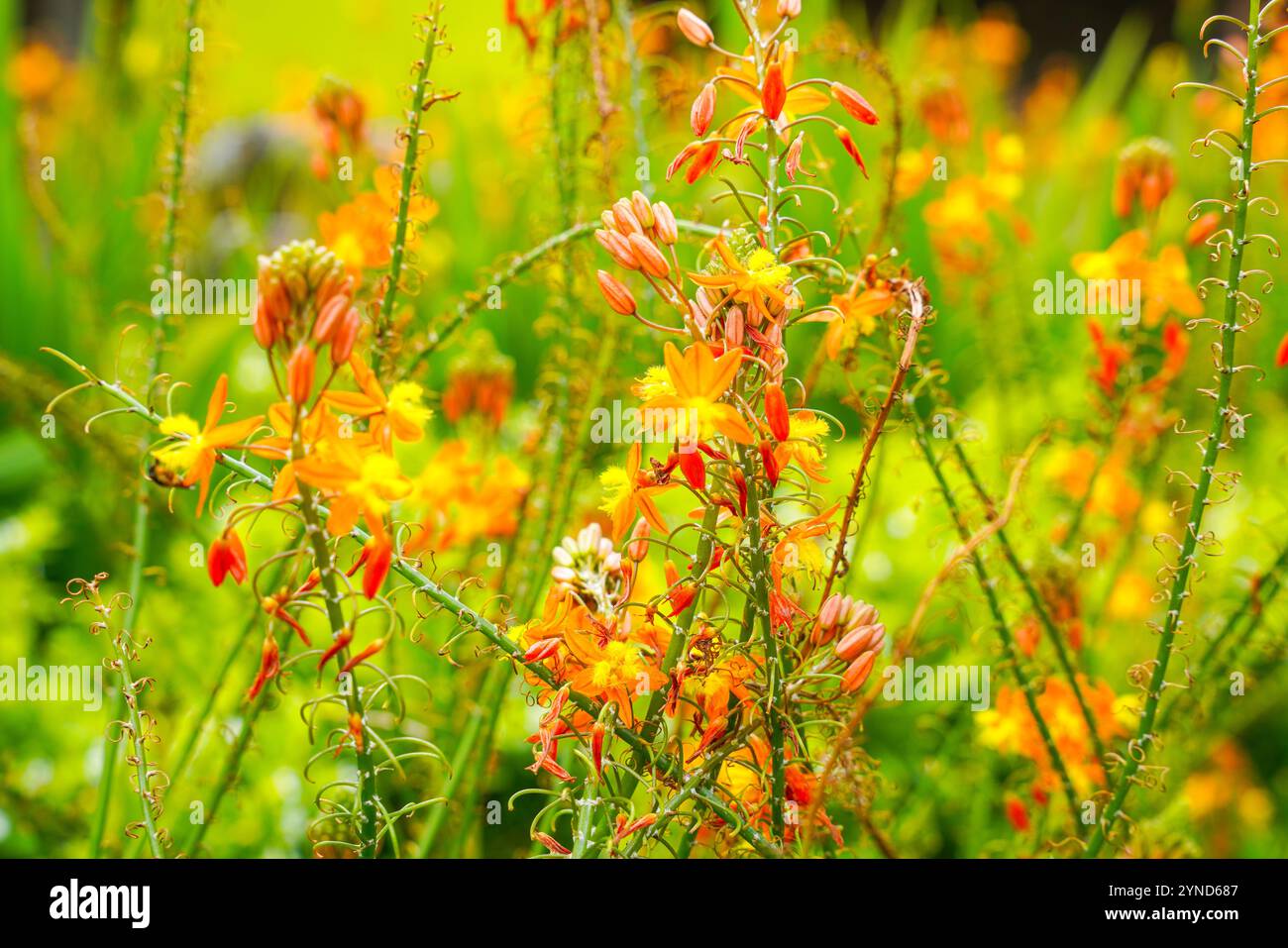 Bulbine frutescens is a species of flowering plant in the genus Bulbine ...