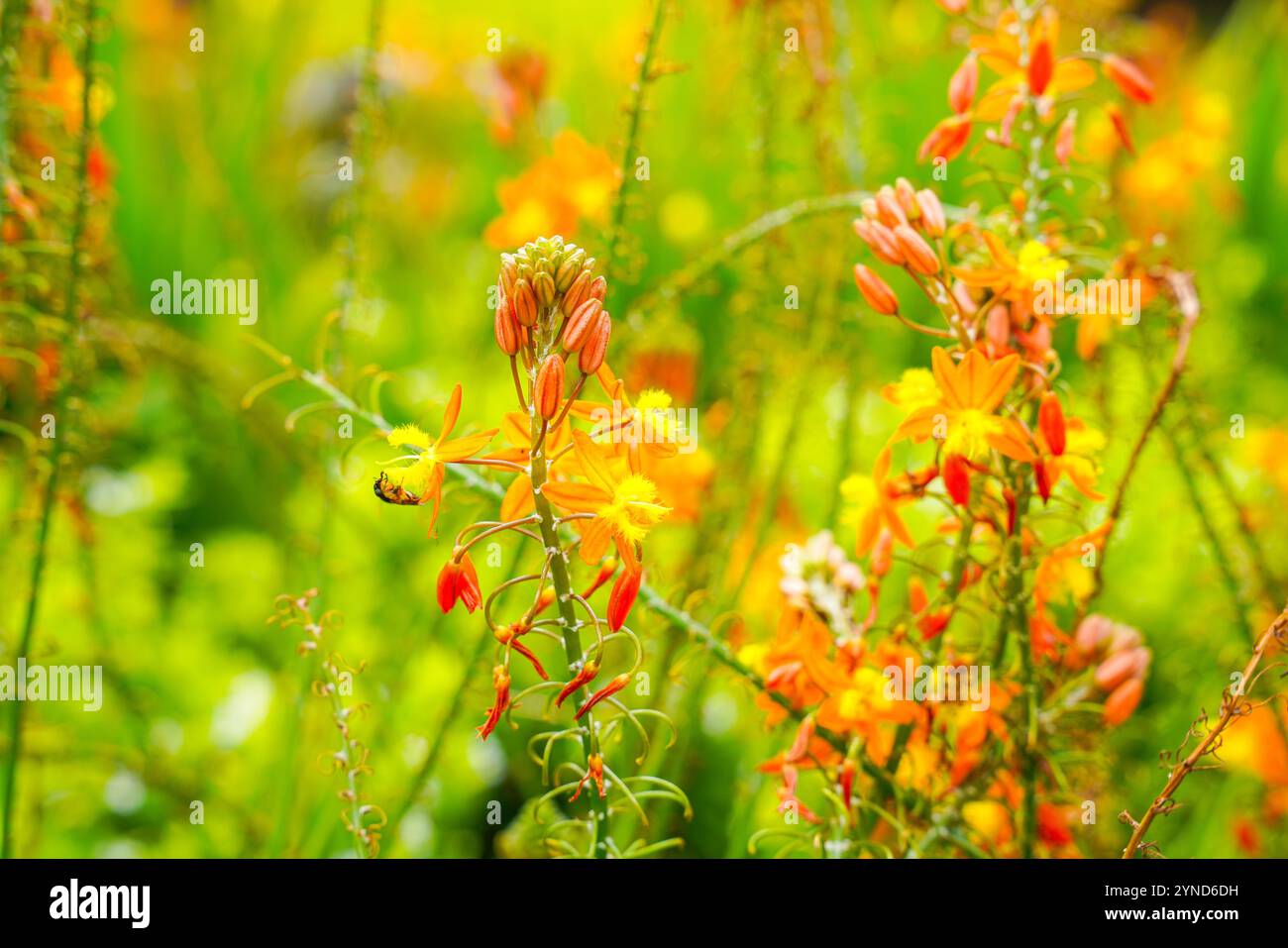 Bulbine frutescens is a species of flowering plant in the genus Bulbine ...