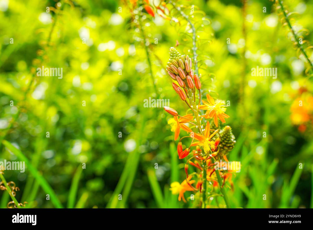 Bulbine frutescens is a species of flowering plant in the genus Bulbine ...